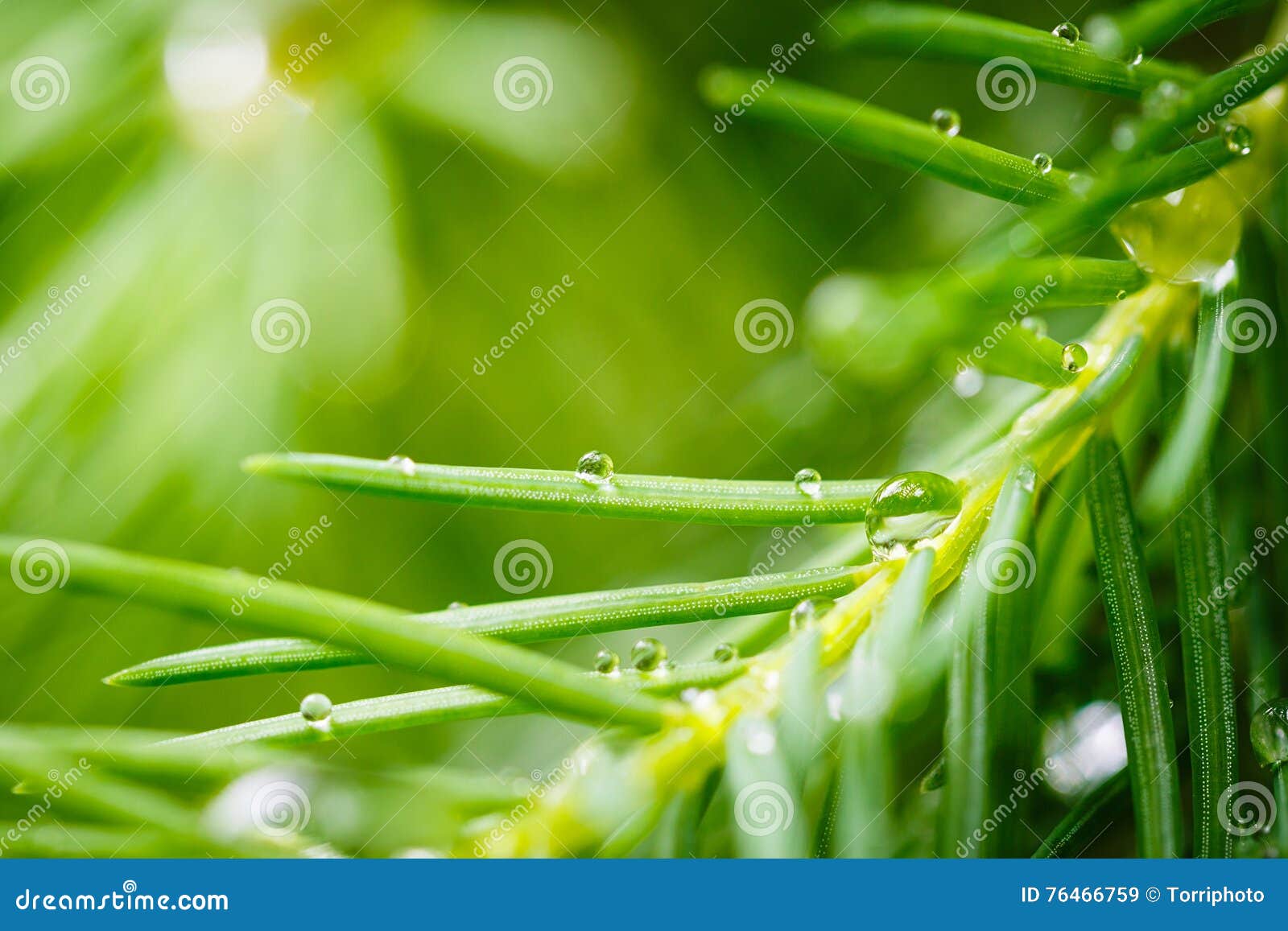 Pine tree with morning dew stock image. Image of conifer - 76466759