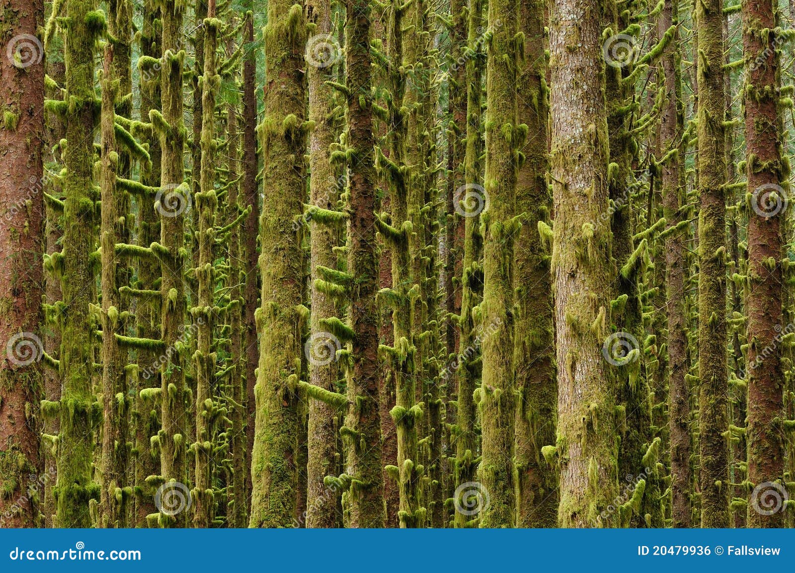 Pine tree with moss stock photo. Image of columbia, tree - 20479936