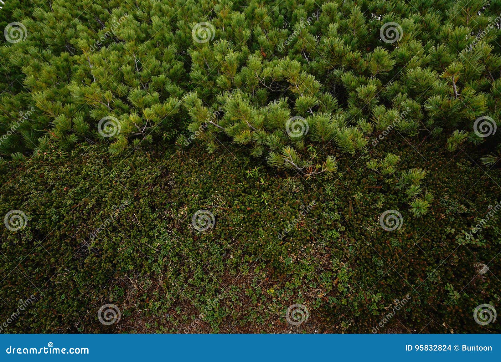 Pine tree and moss stock photo. Image of green, plant - 95832824