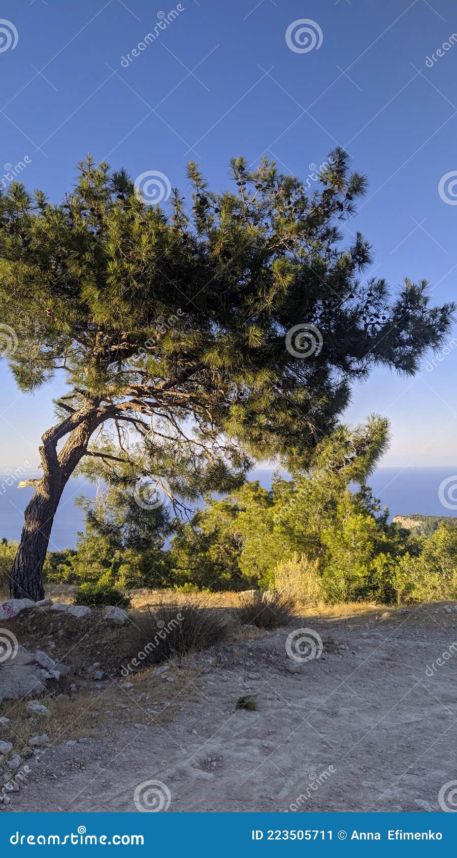 Pine Tree on Mount Calish in Kemer Stock Image - Image of hill, grass ...
