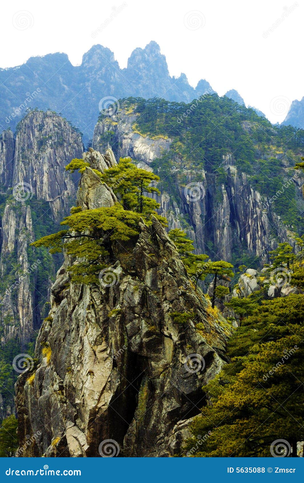 Pine tree on mountain stock photo. Image of vacation, spot - 5635088