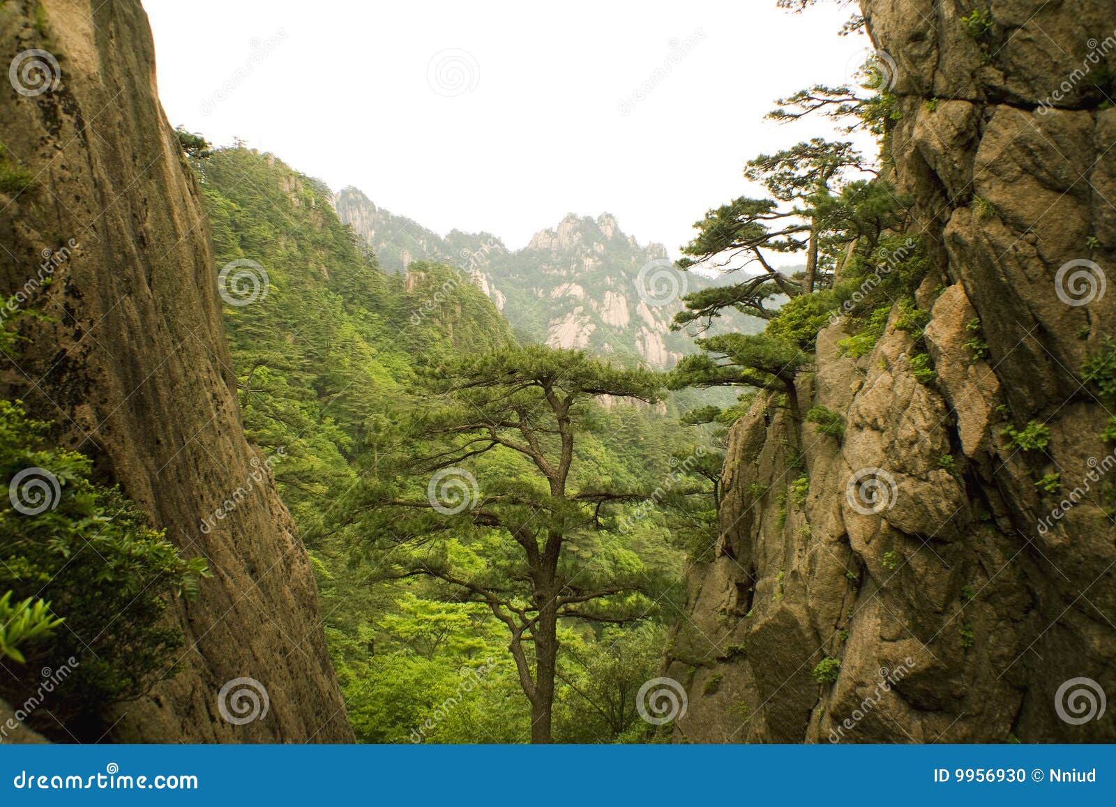 Pine Tree and the Mountain, China Stock Photo - Image of panorama ...