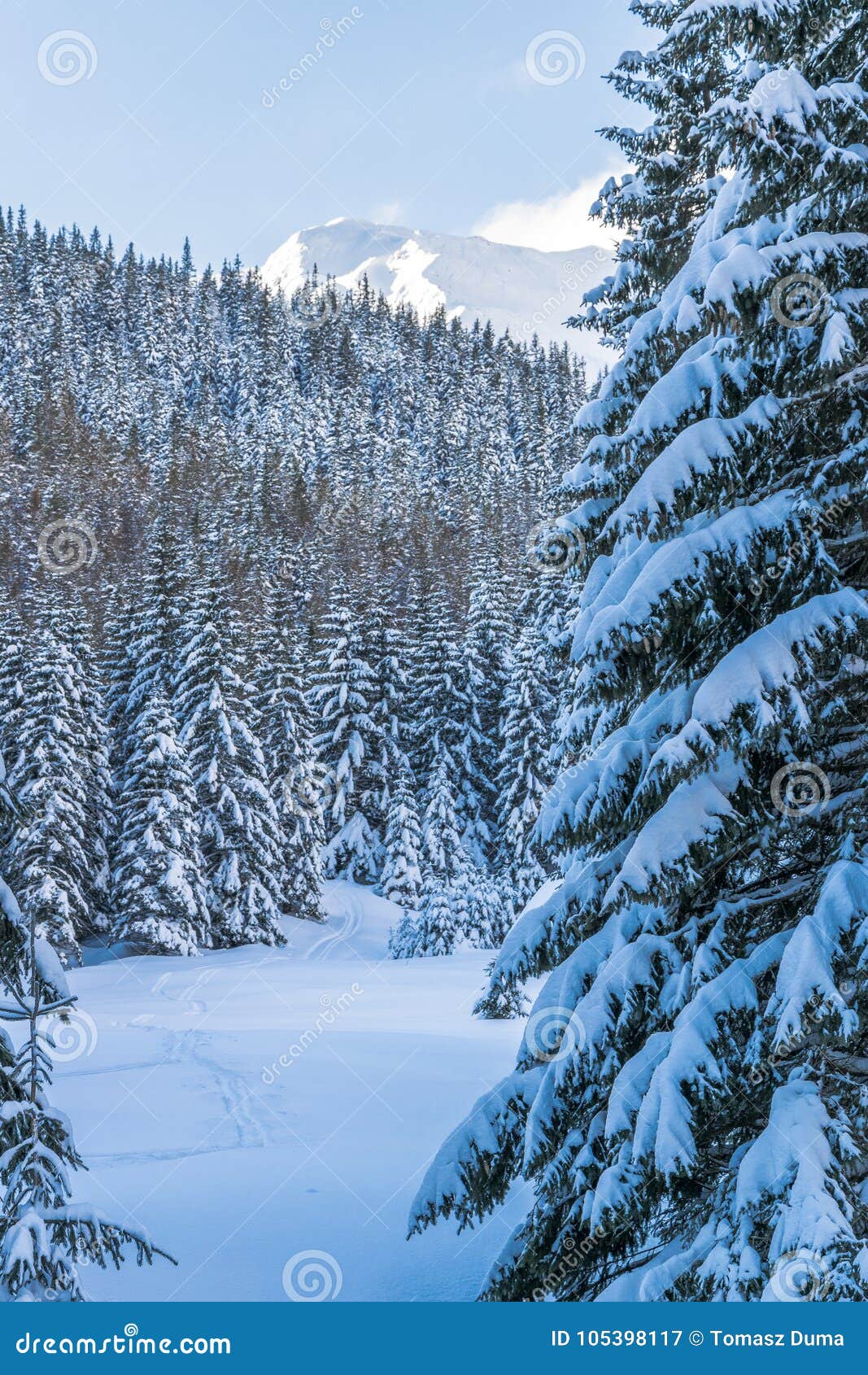 Pine Tree and Mountain Forest in Winter Stock Image - Image of spruce ...