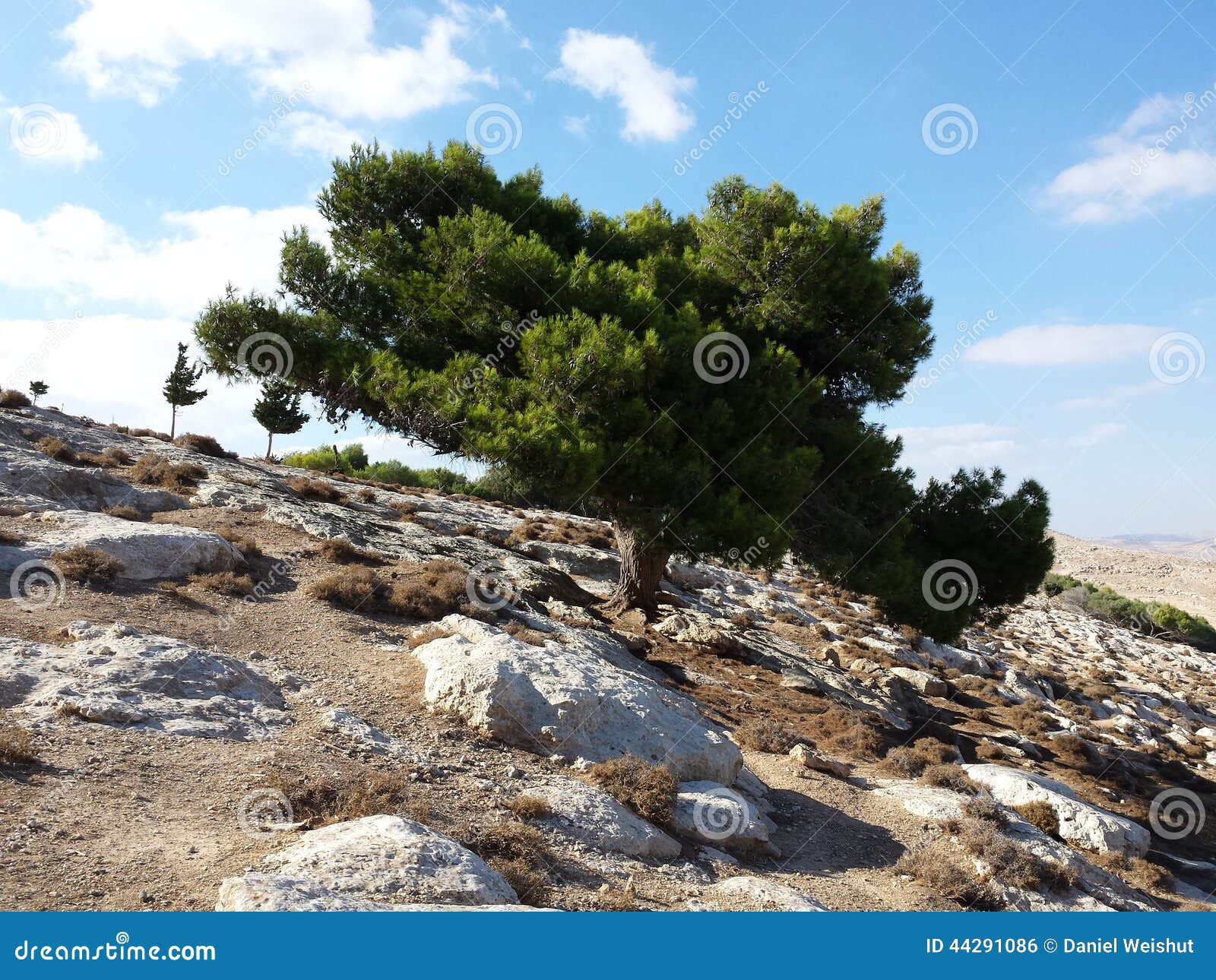 Pine tree on mountain side stock photo. Image of horizon - 44291086