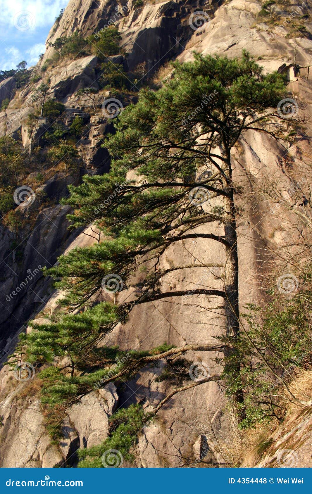 Pine tree on mountainside stock photo. Image of geology - 4354448