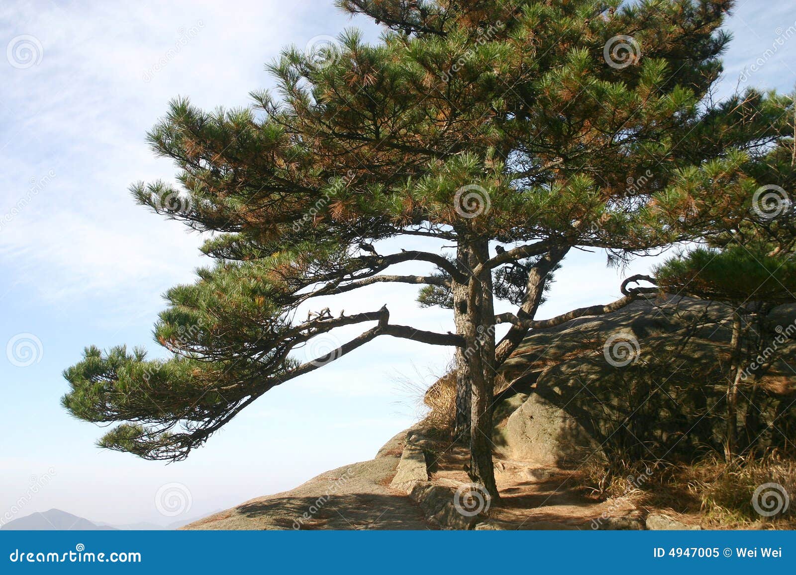 Pine tree on mountainside stock image. Image of pinaceae - 4947005