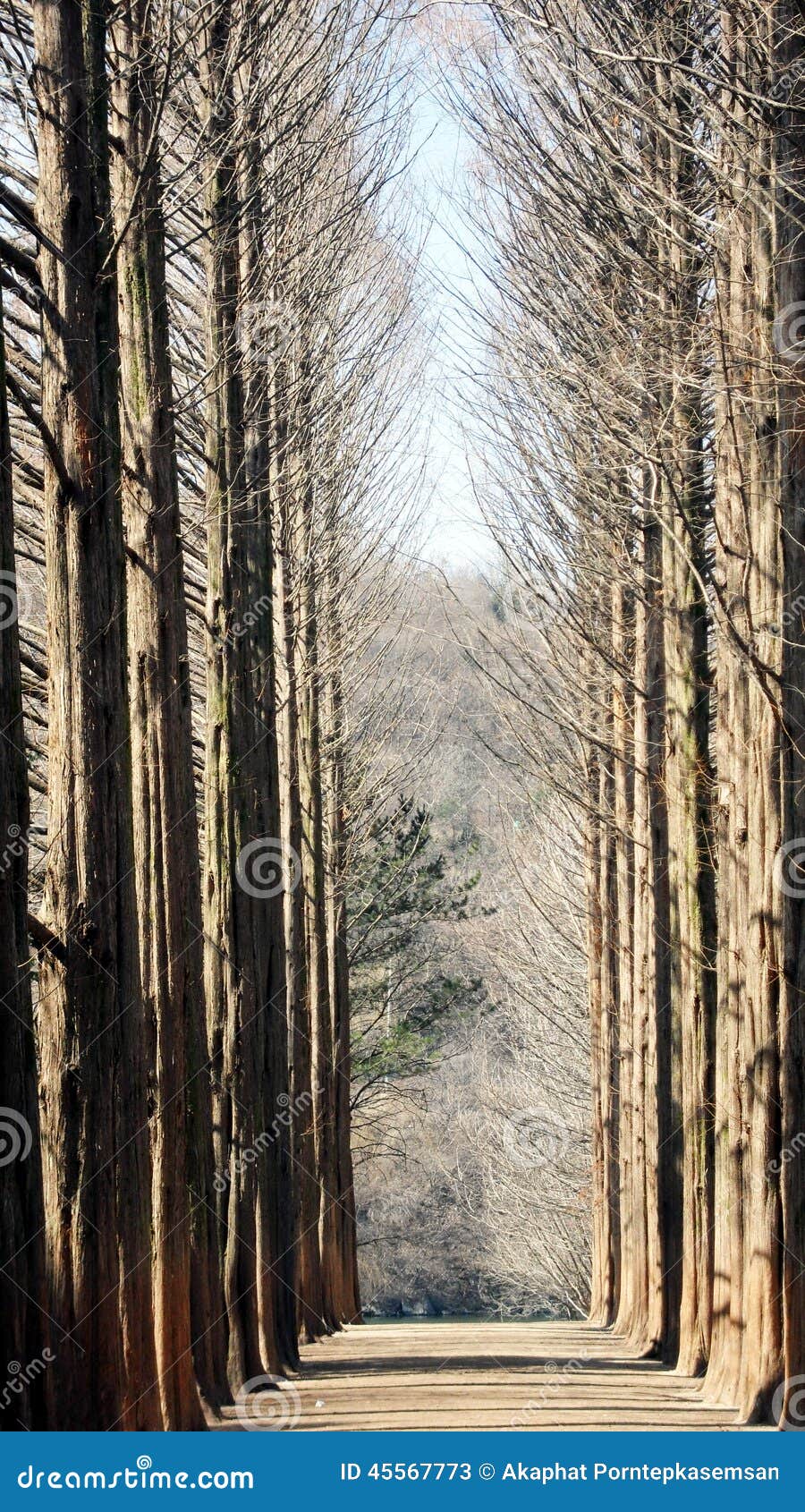 Pine tree on Nami island stock image. Image of island - 45567773