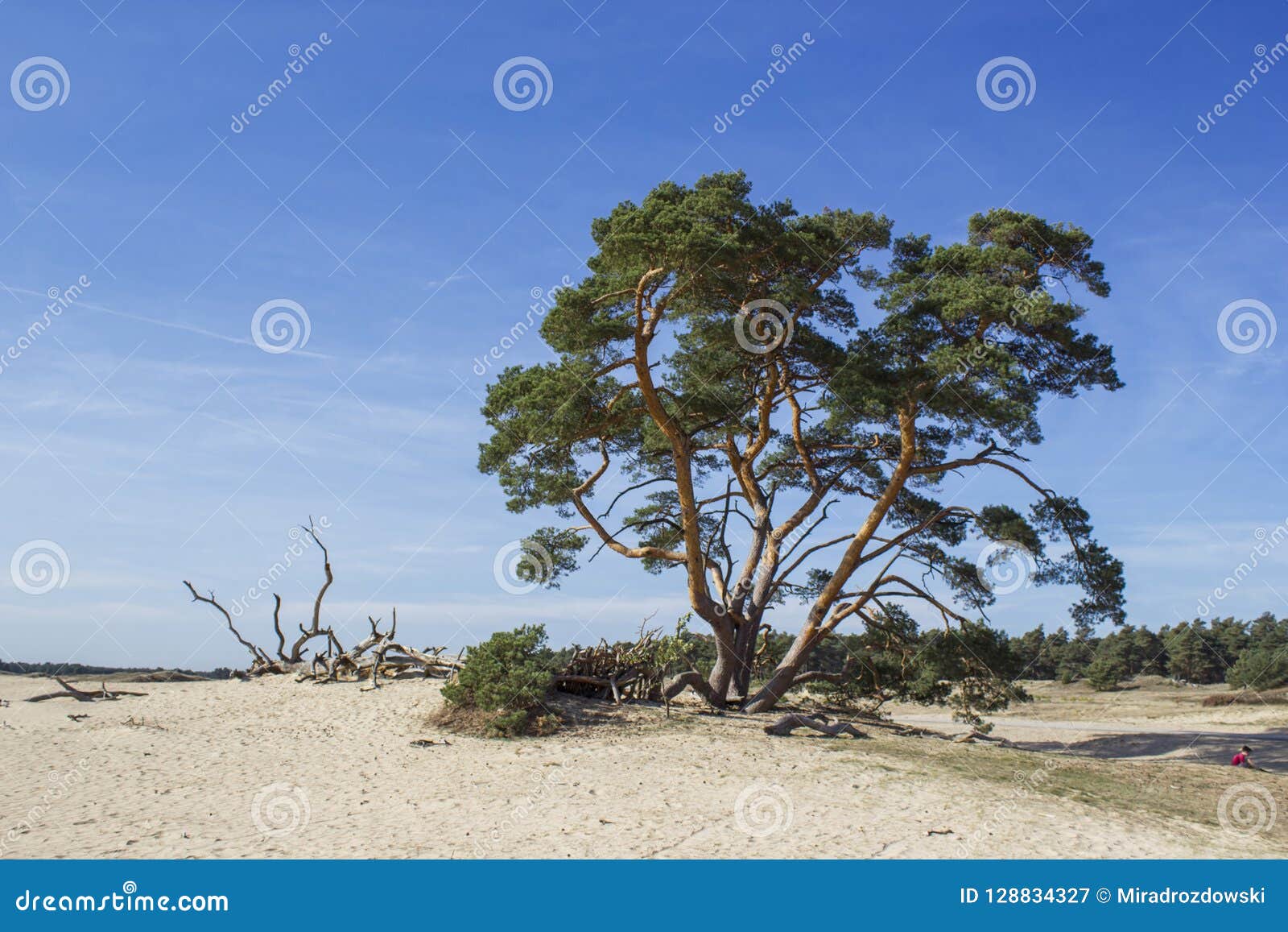 Pine Tree in the National Park Hoge Veluwe, Netherlands. Stock Image ...