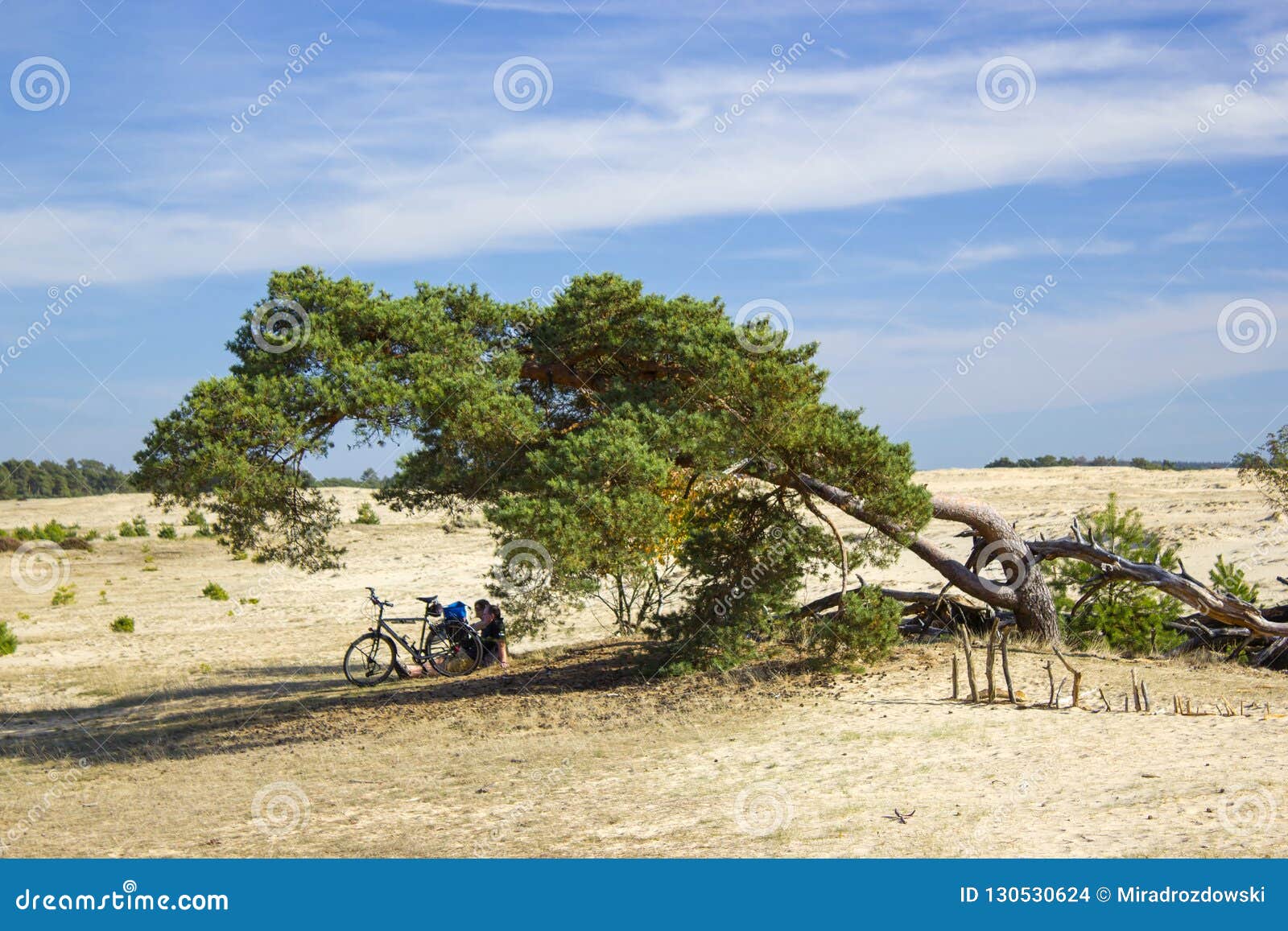 Pine Tree in the National Park Hoge Veluwe, Netherlands. Editorial ...