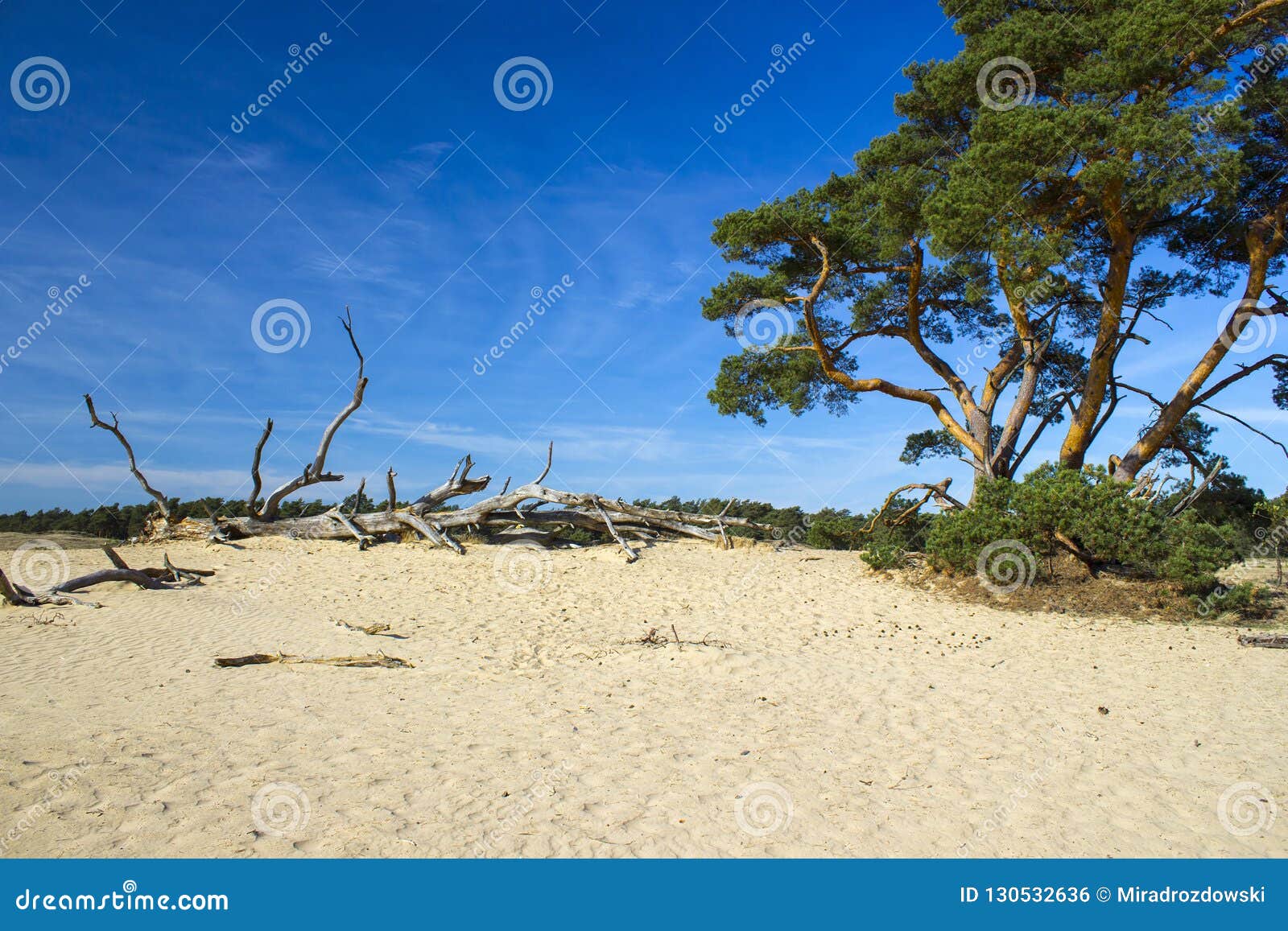 Pine Tree in the National Park Hoge Veluwe, Netherlands. Stock Photo ...