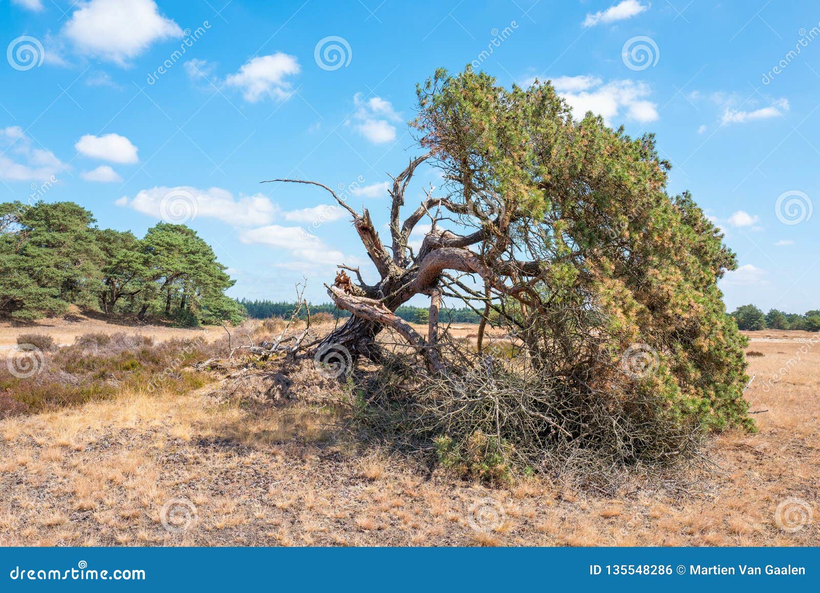 Pine Tree in a Nature Park. Stock Photo - Image of hoge, plant: 135548286