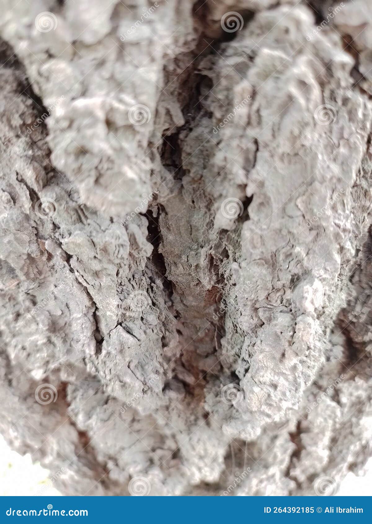 Pine Tree Natural Wood Slit Stock Image - Image of dessert, snow: 264392185