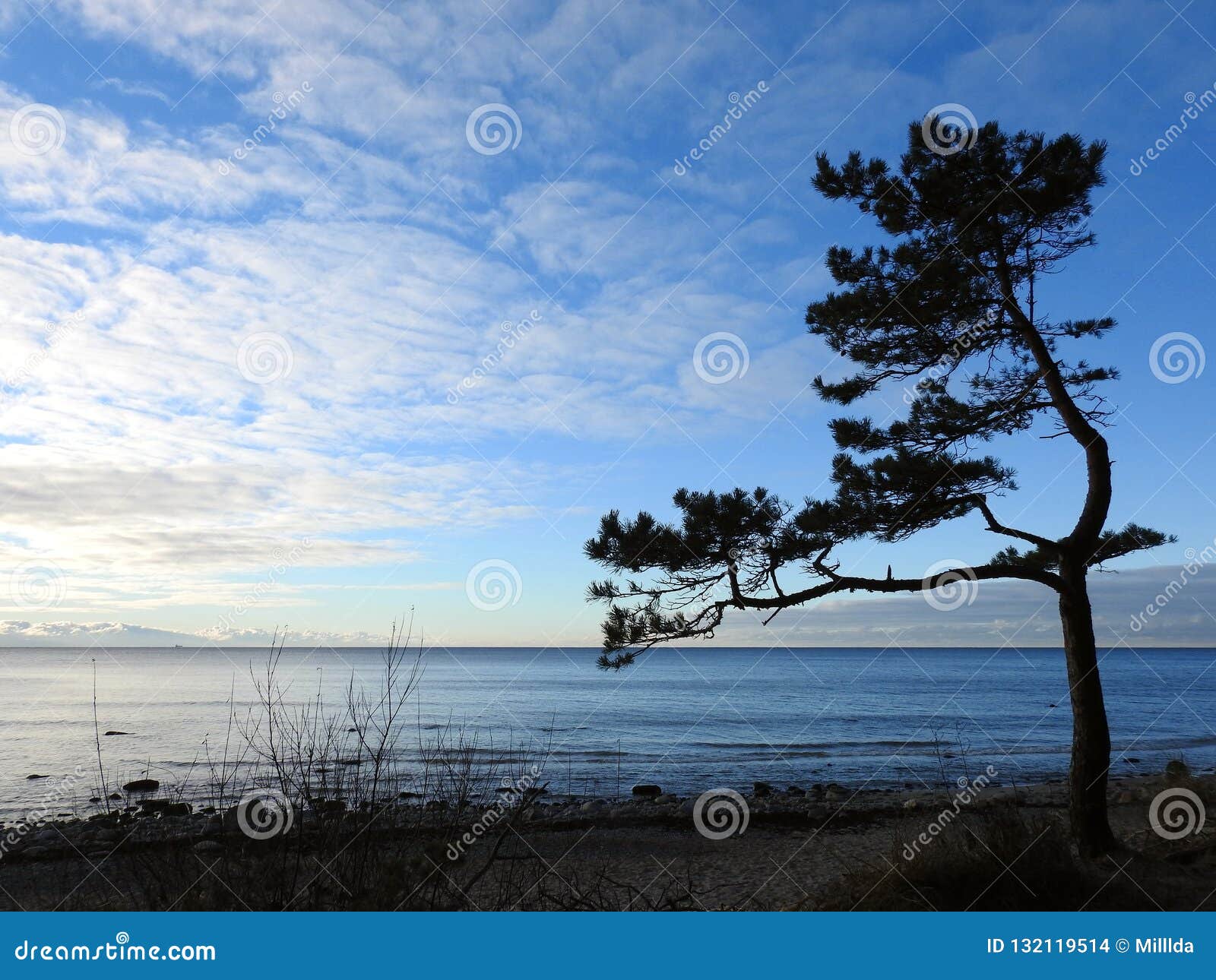 Pine Tree Near Baltic Sea, Lithuania Stock Photo - Image of beautiful ...