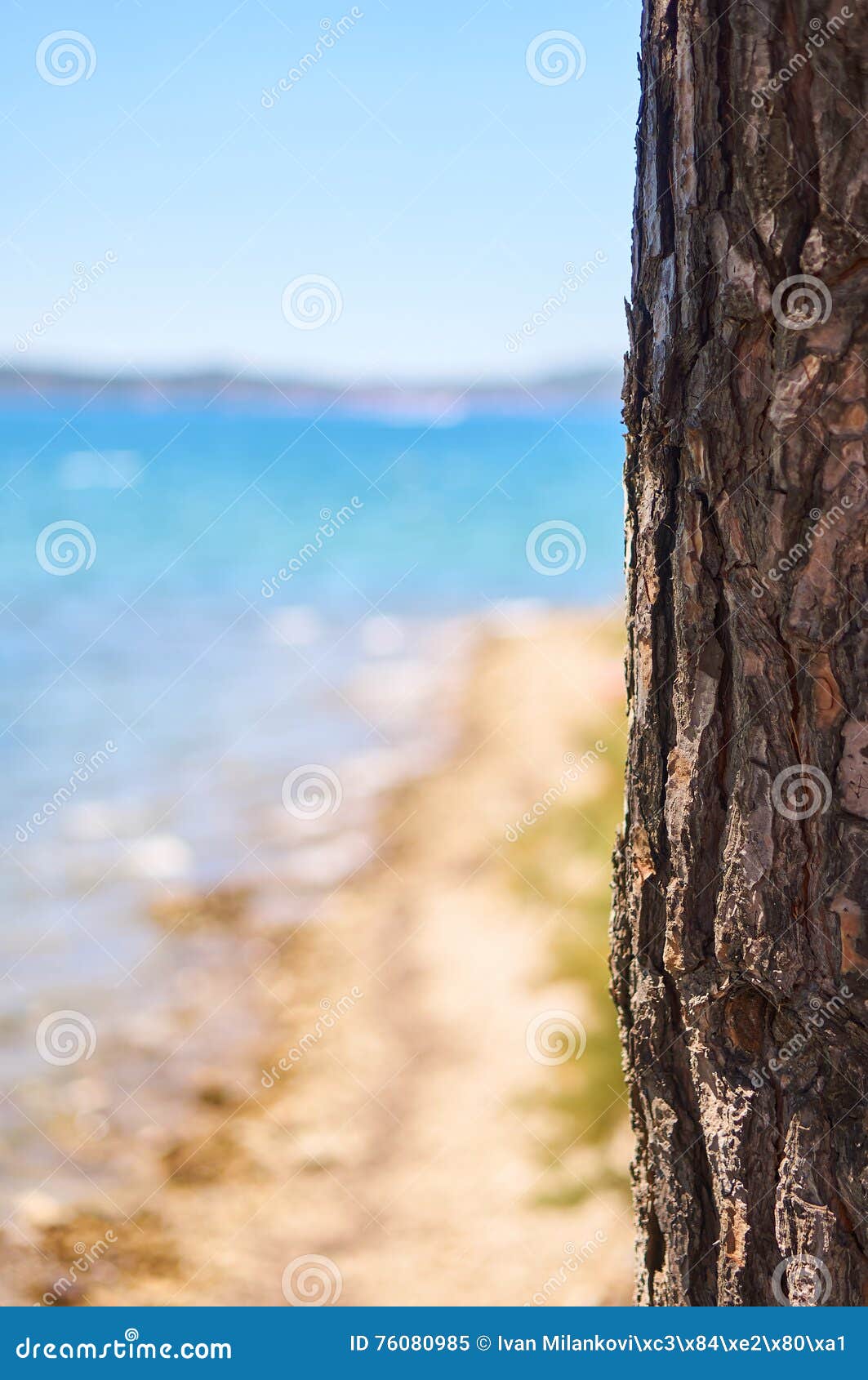 Pine tree near beach stock image. Image of sunlight, travel - 76080985
