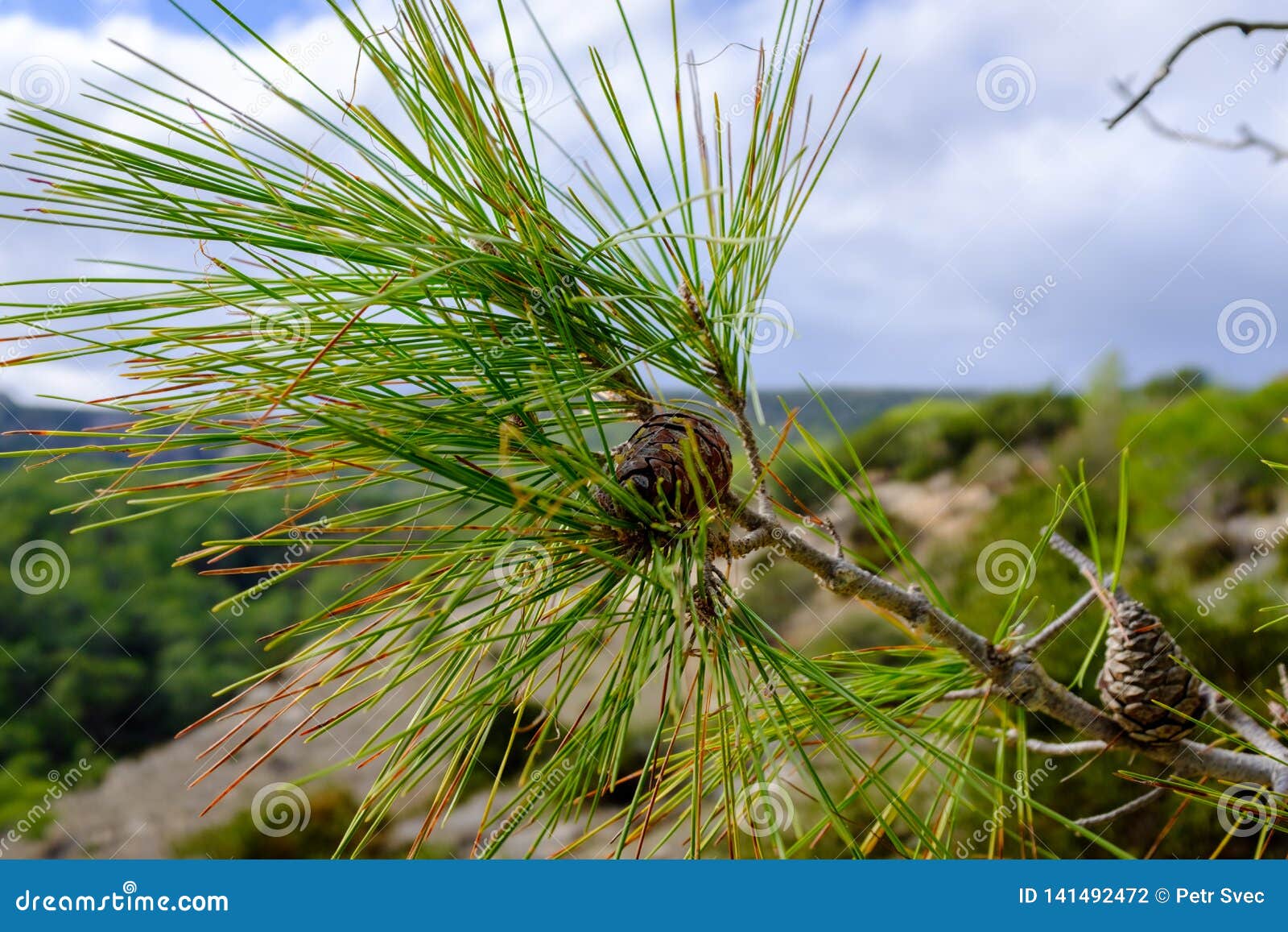 Pine tree needle close-up stock photo. Image of closeup - 141492472