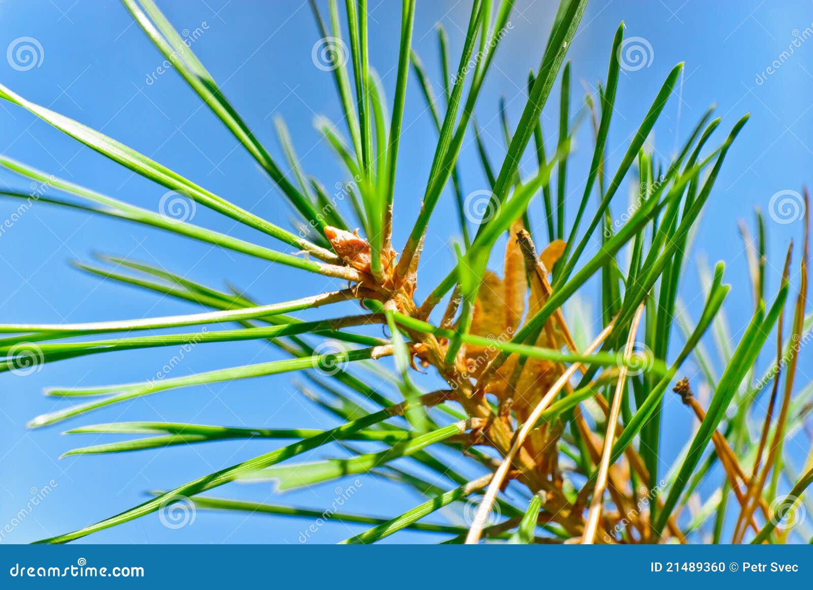 Pine Tree Needles stock photo. Image of color, branches - 21489360