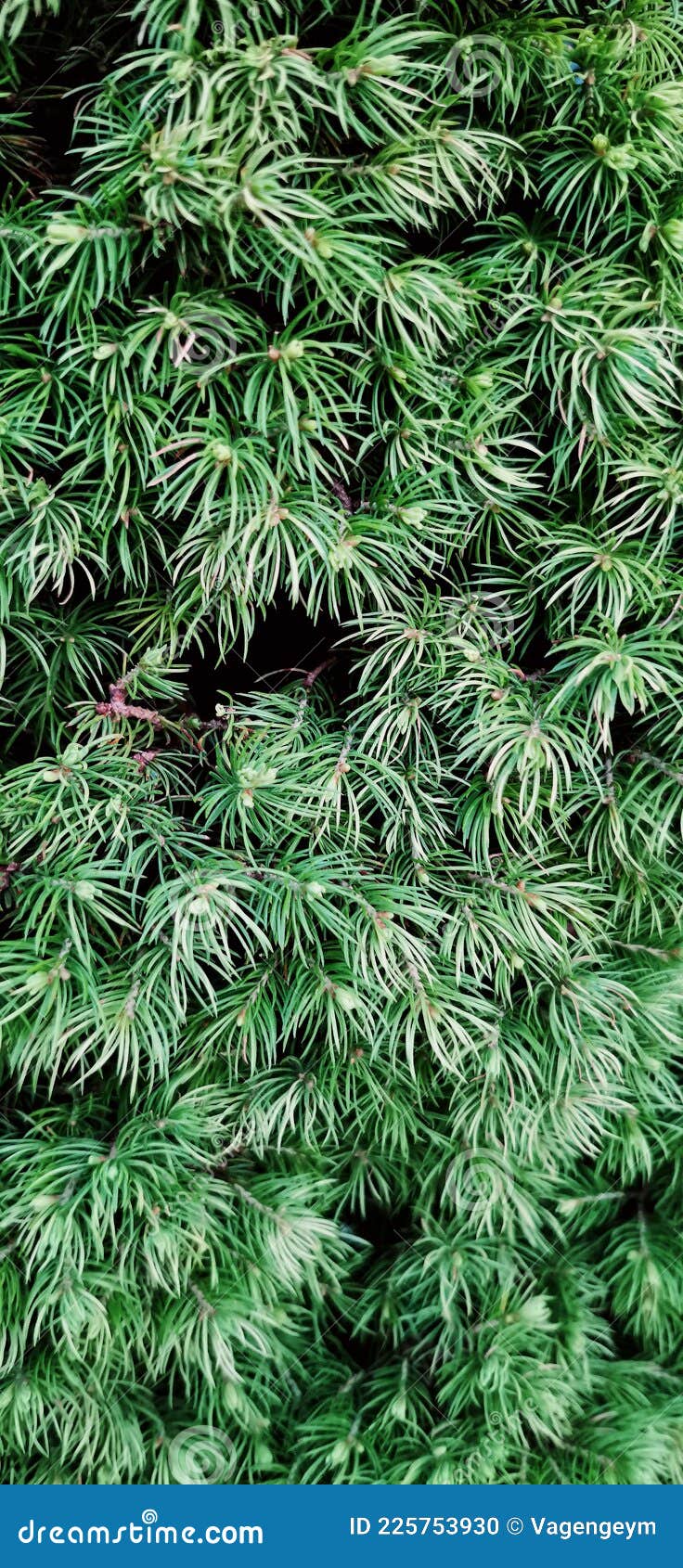 Pine Tree Needles Background Stock Photo - Image of texture, flora ...