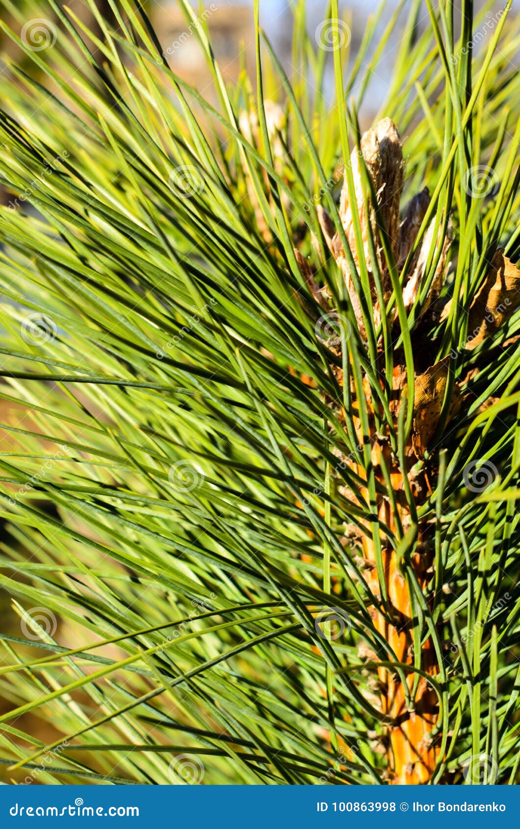 Pine tree needles stock photo. Image of fresh, flora - 100863998
