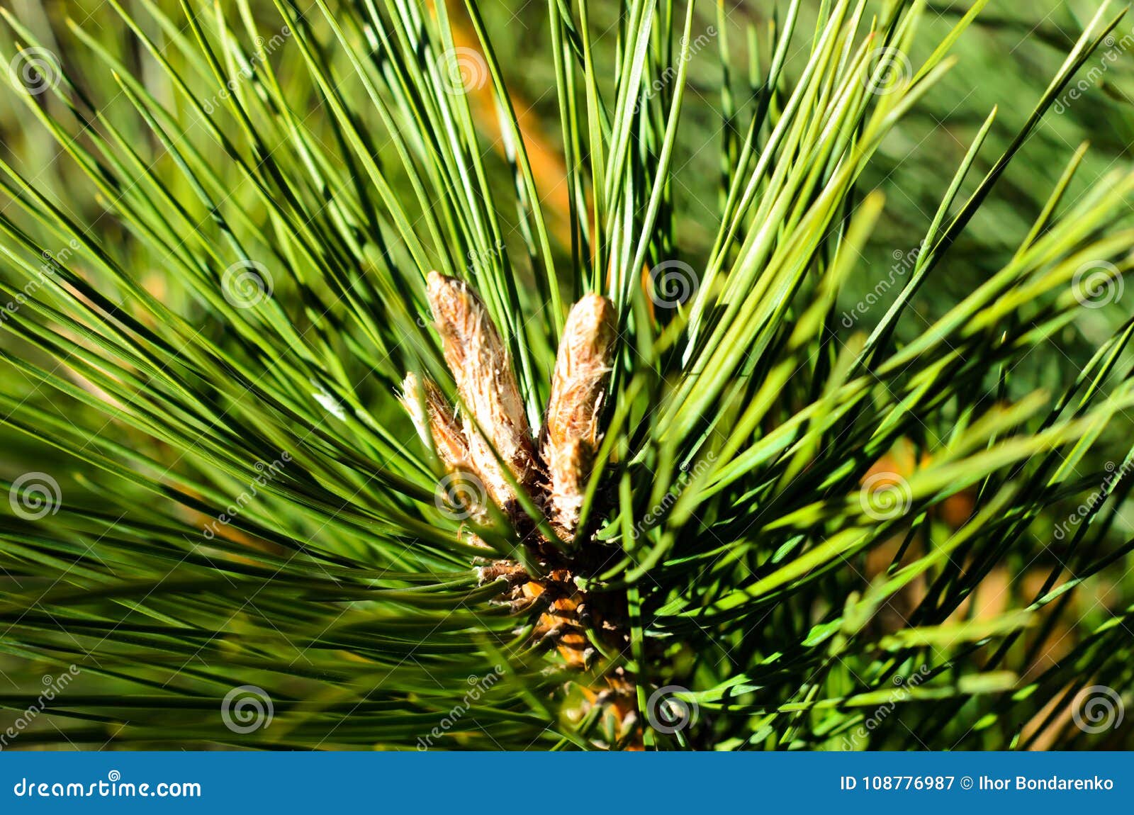 Pine tree needles stock image. Image of environment - 108776987