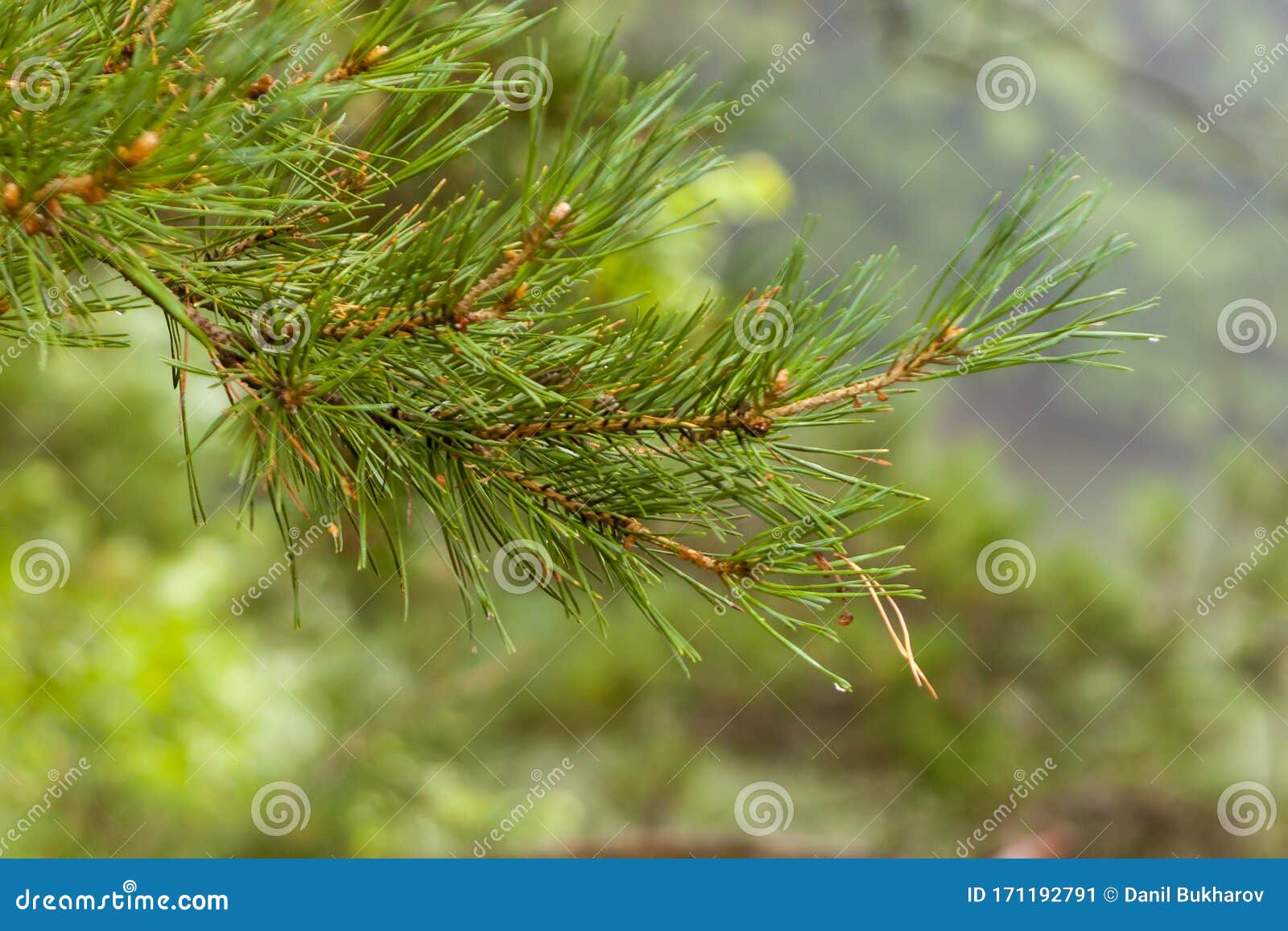 Pine tree needles stock image. Image of rain, outdoor - 171192791