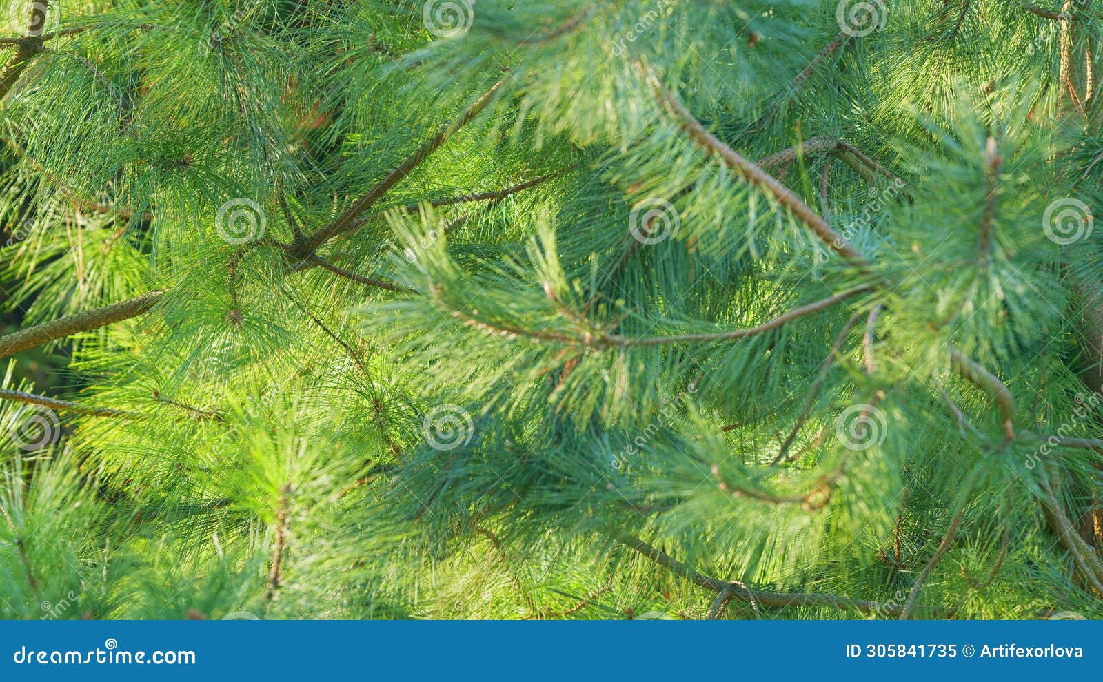 Pine Tree with Pine Needles. Cluster of Pine Tree Needles in the Forest ...