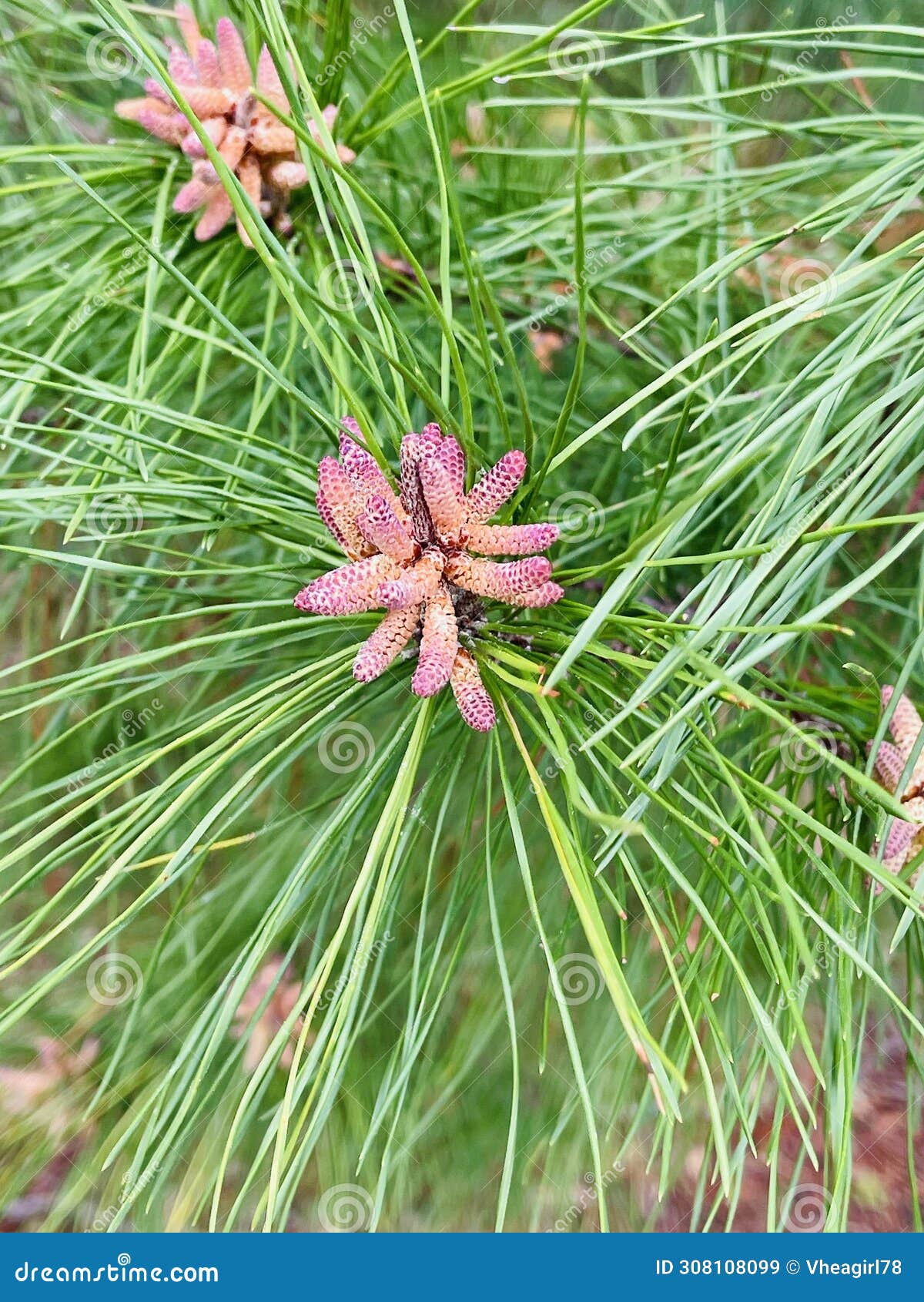 Pine Tree Needles and Its Tiny Pine Cone Stock Image - Image of flower, agriculture: 308108099