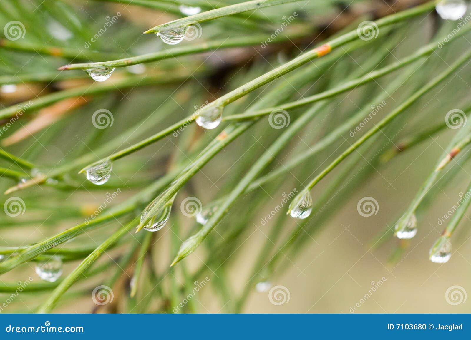 Pine Tree Needles with Rain Drops Stock Photo - Image of droplets ...