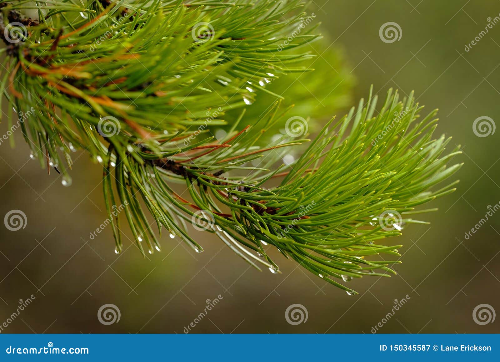 Pine Tree Needles in Rainstorm with Water Drops Stock Image - Image of ...