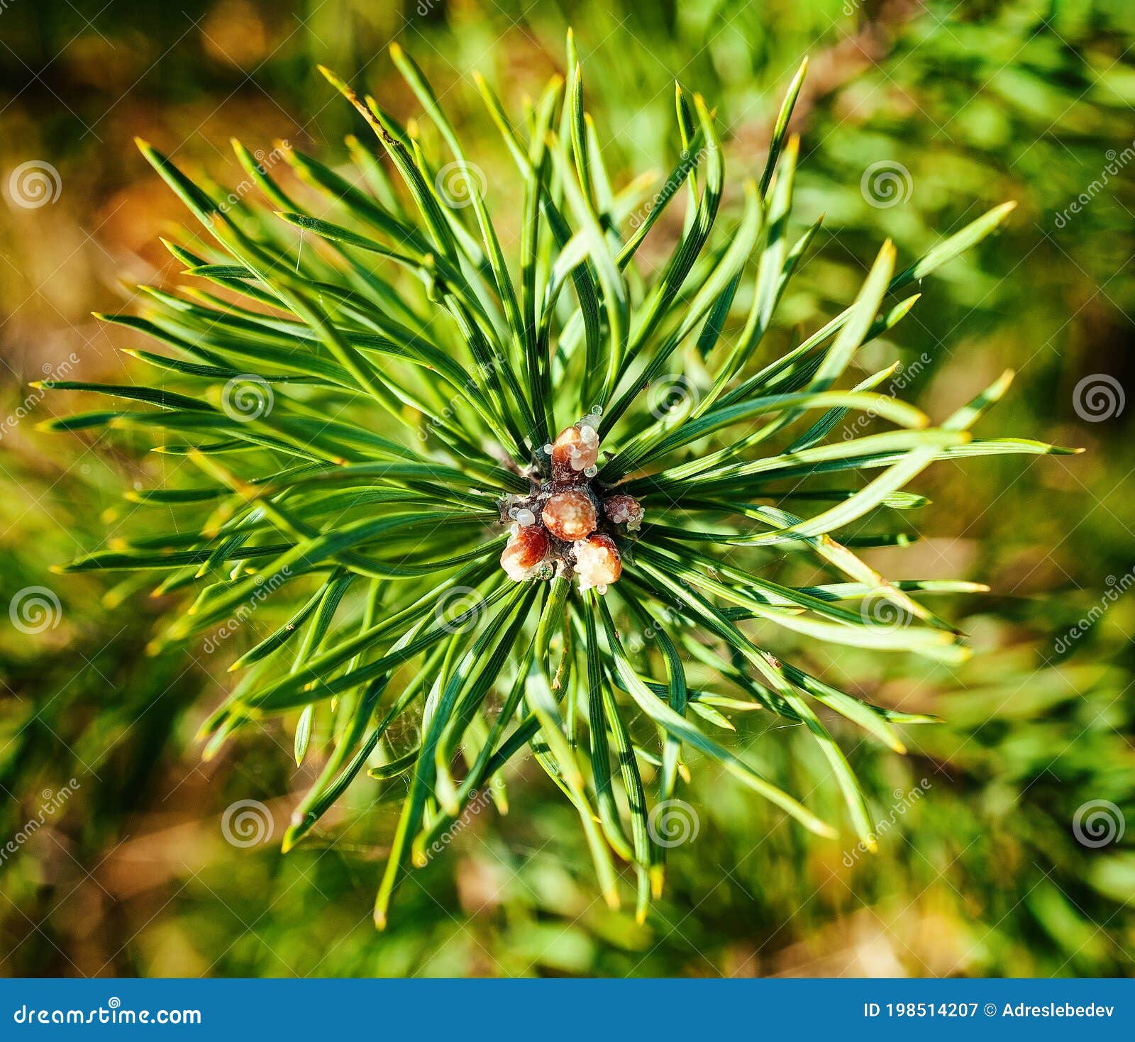 Pine Tree Needles Sprawled Out from the Center Close-up Stock Image ...