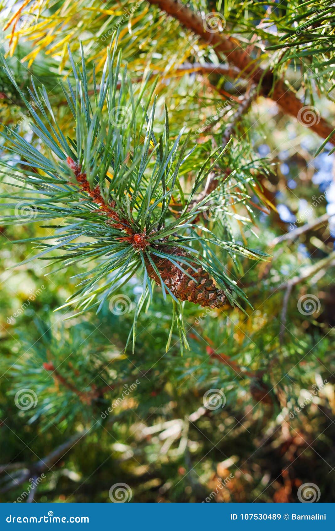 Pine Tree Needles on the Tree Close-up Stock Image - Image of evergreen ...
