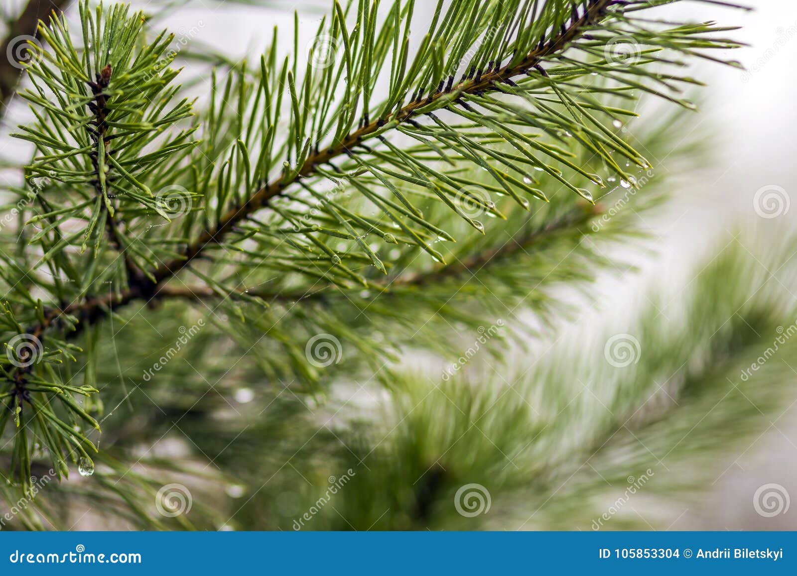 Pine Tree Needles with Water Drops Close-up Stock Photo - Image of ...