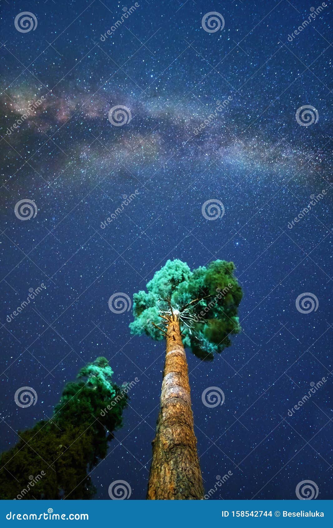 Pine Tree with Night Sky Background Stock Photo - Image of space, light ...