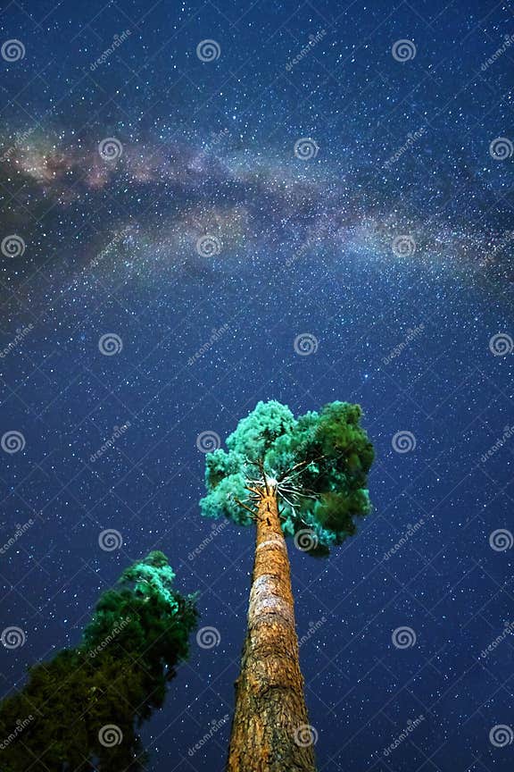 Pine Tree with Night Sky Background Stock Photo - Image of space, light ...