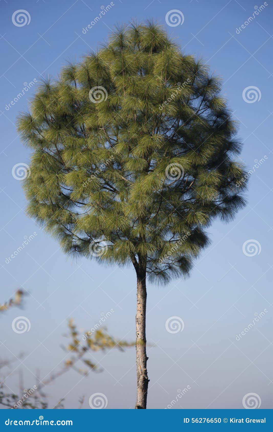 Pine Tree stock photo. Image of flora, indian, season - 56276650