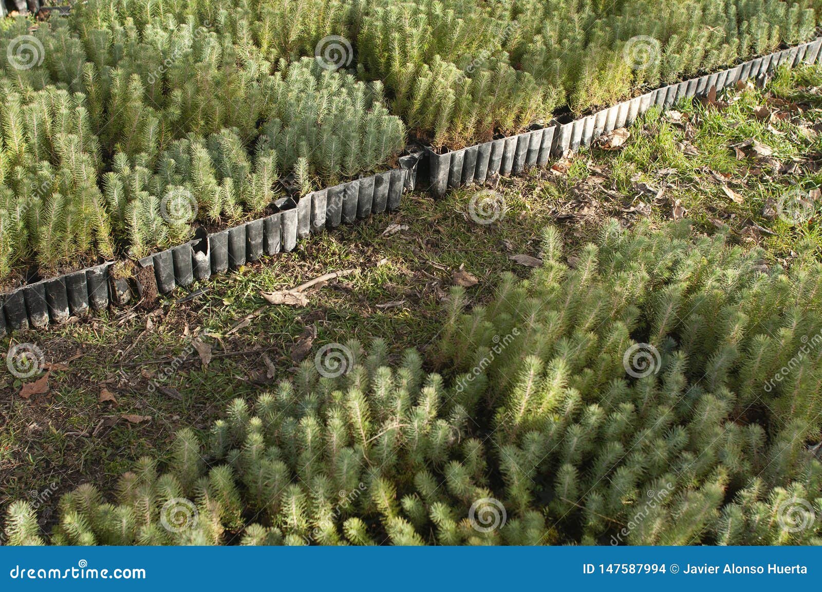 Pine Tree for Reforestation - Pinus Pinea Stock Photo - Image of ...