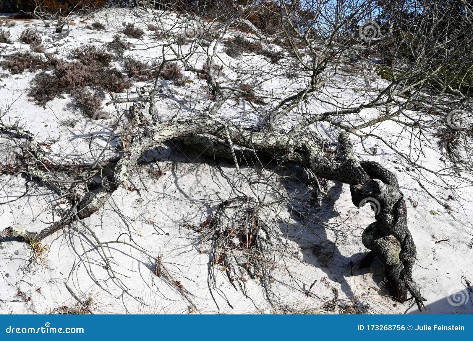 Wind Twisted Pine stock photo. Image of tree, twisted - 173268756
