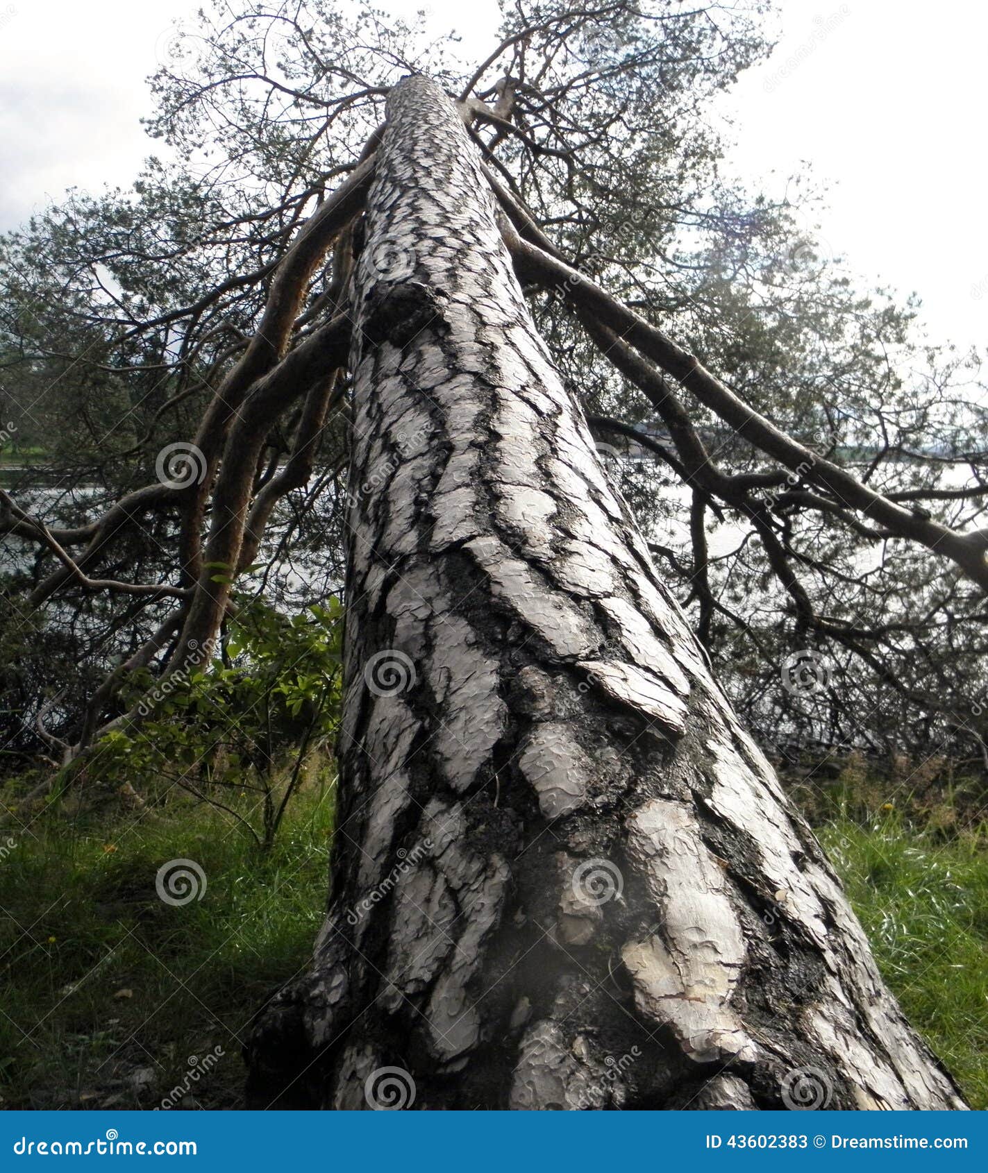 Pine Tree Wind Stock Photos - Download 6,200 Royalty Free Photos
