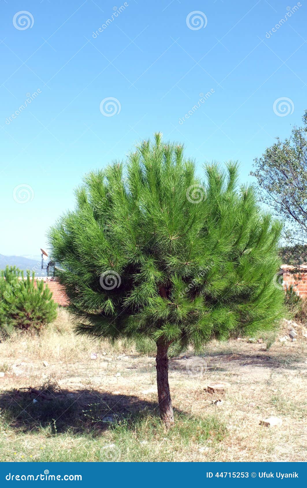 Pine tree in an open field stock image. Image of natural - 44715253