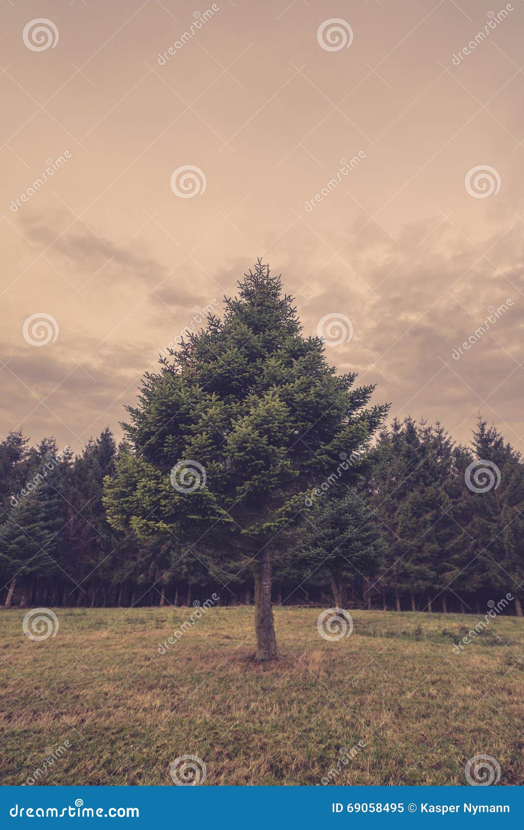Pine Tree Outside the Forest Stock Image - Image of blue, growth: 69058495