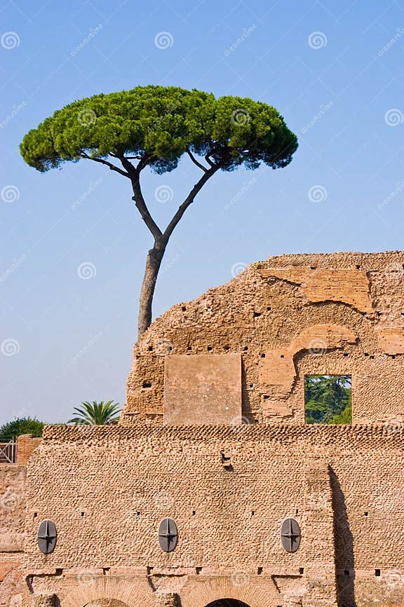 Pine Tree Over Ancient Rome Stock Photo - Image of tourist, pine: 19202356