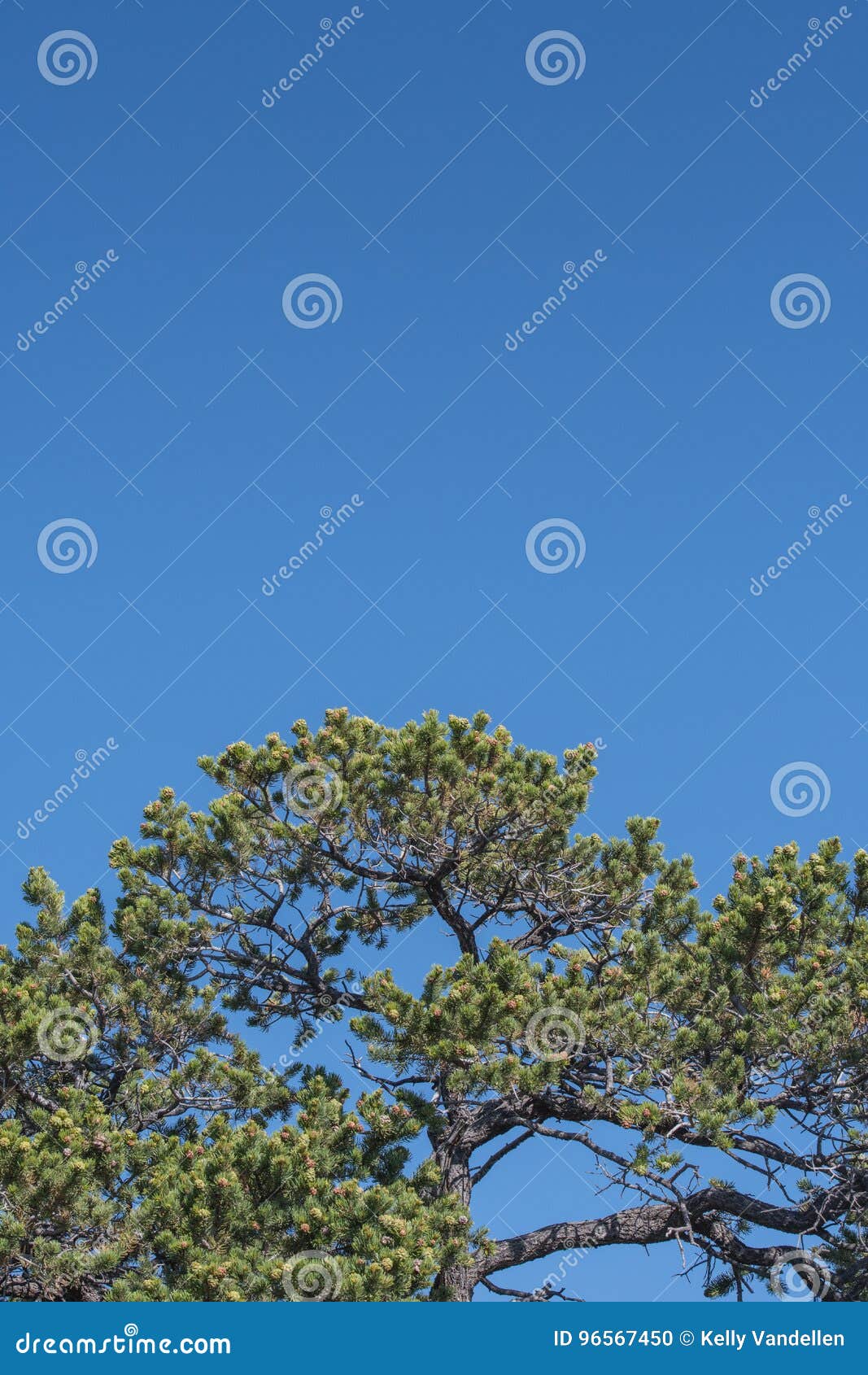 Pine Tree Over Blue Sky Vertical Stock Photo - Image of close, nature ...