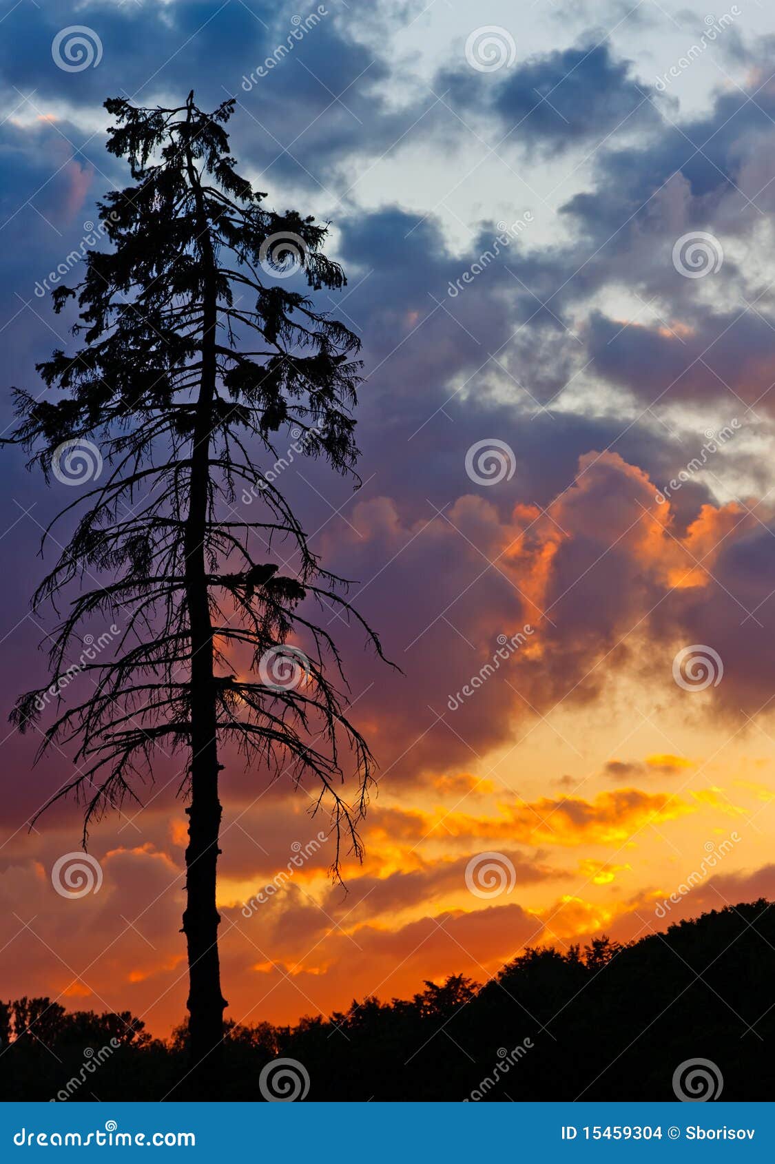 Pine Tree Over Colorful Sky Stock Photo - Image of abstract, bright ...