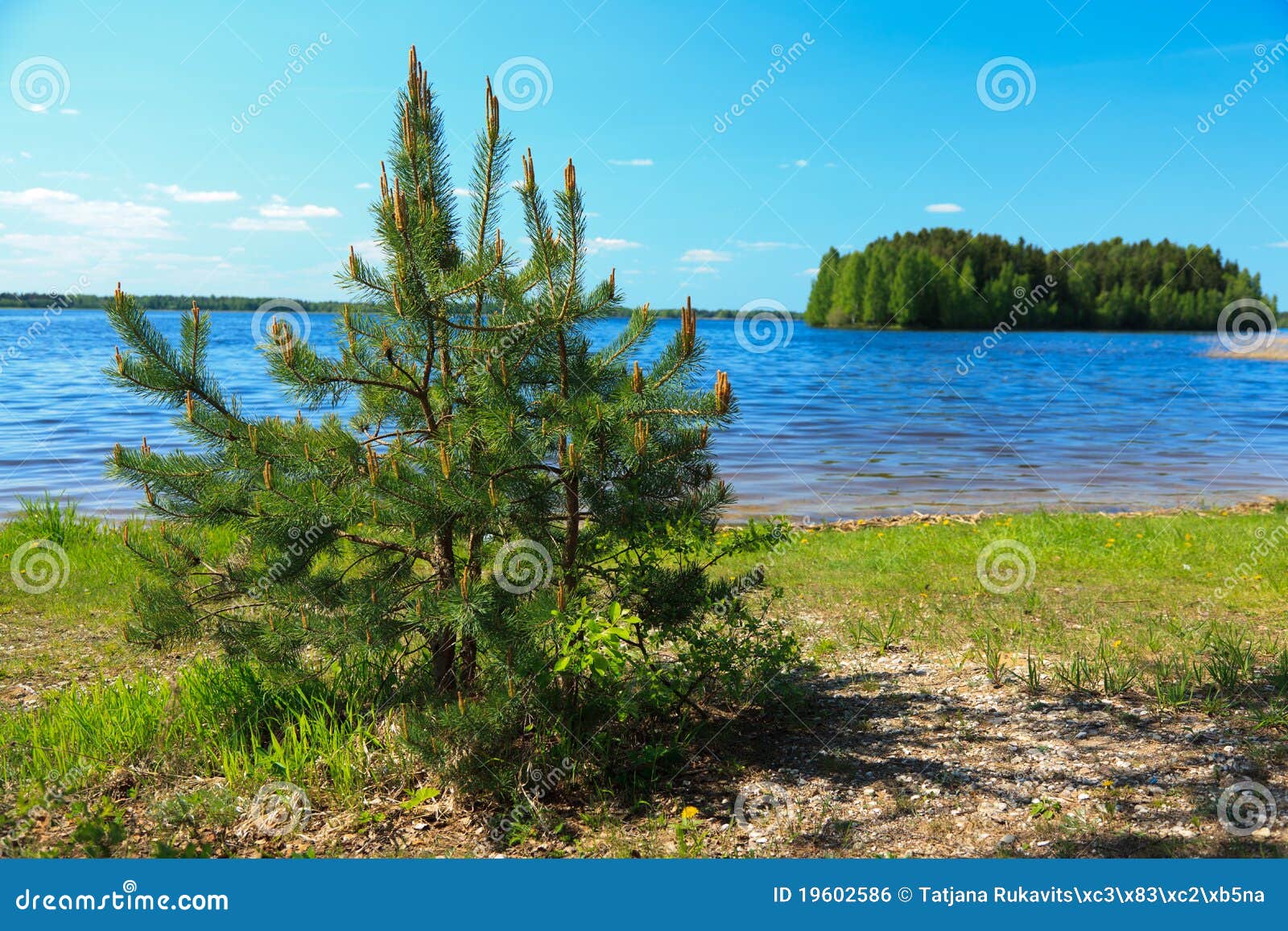 Pine tree over a lake stock photo. Image of fresh, peaceful - 19602586