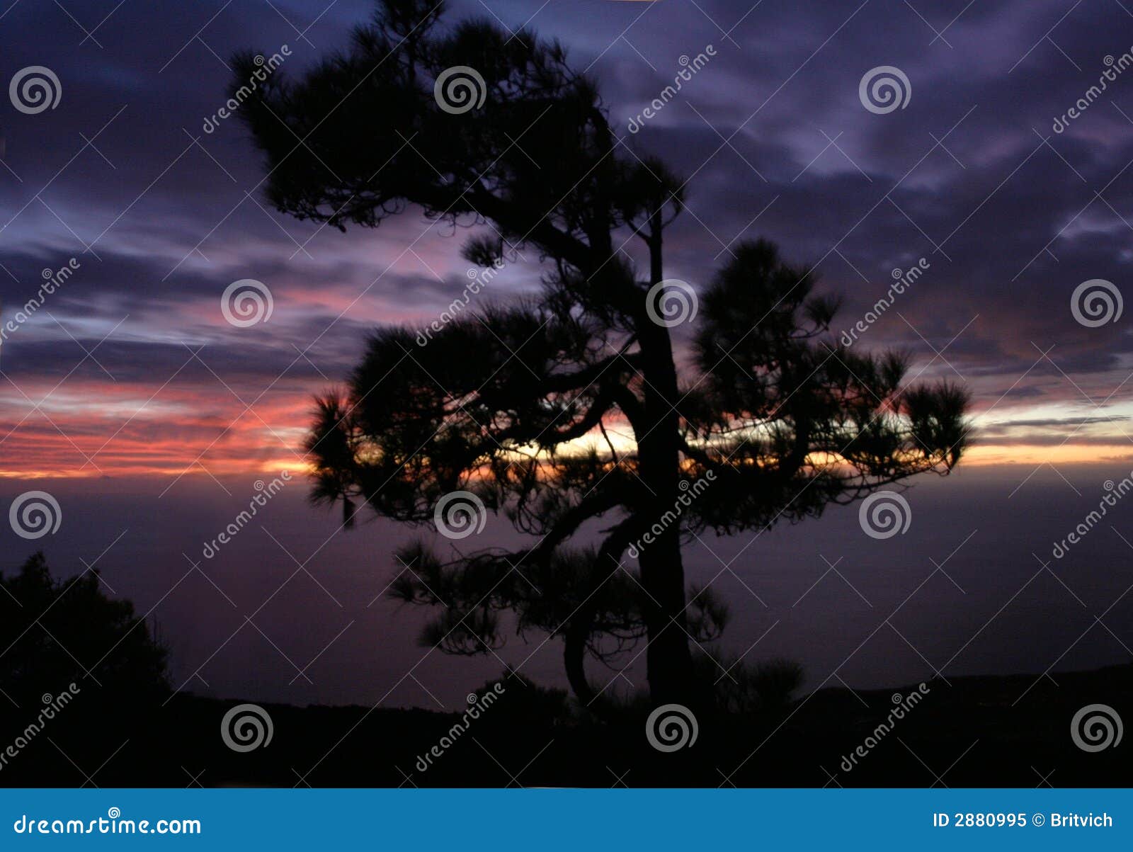 Pine Tree Over Night Sunset Stock Image - Image of clouds, landscape ...