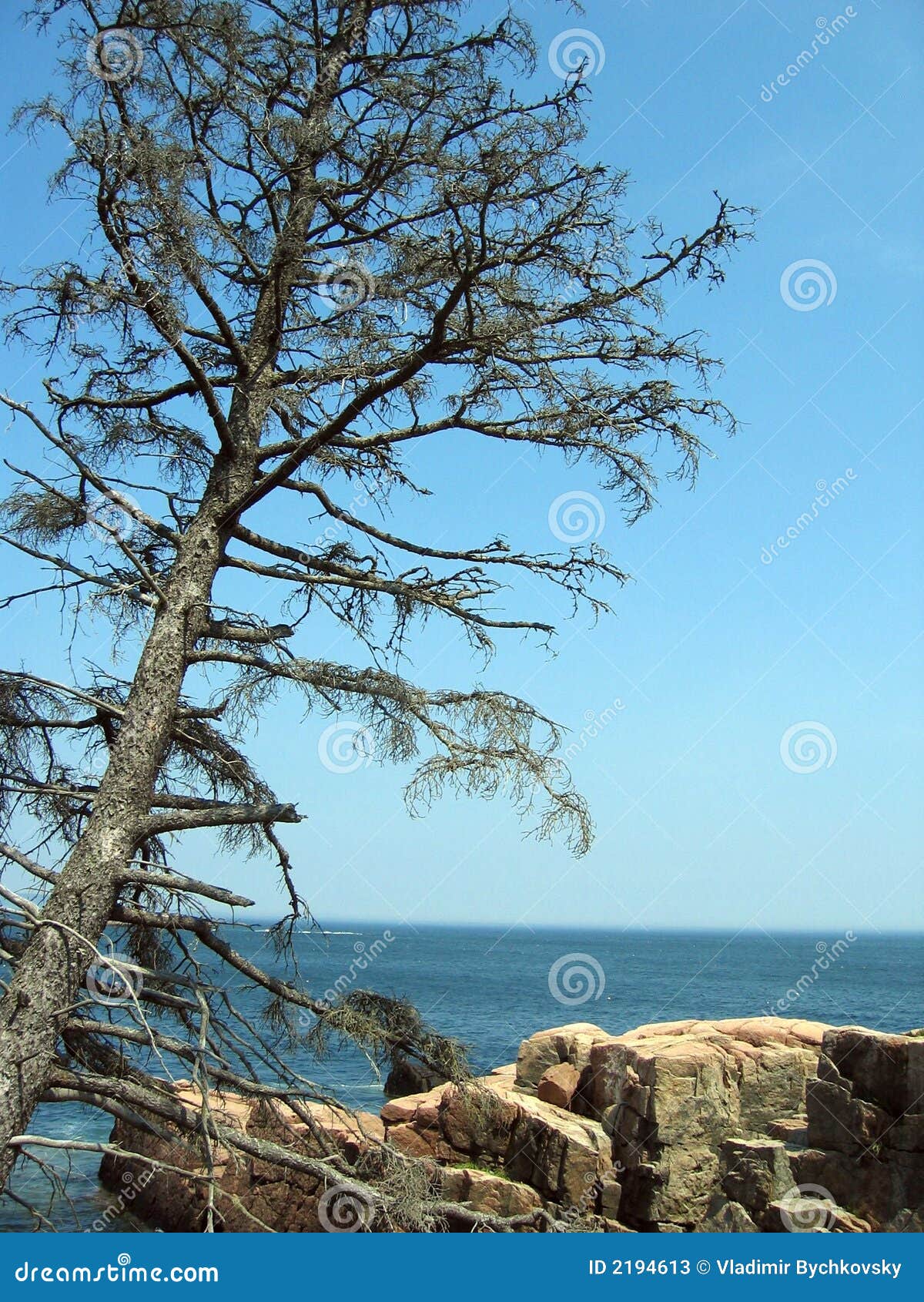 Pine tree over the ocean stock image. Image of harbor - 2194613