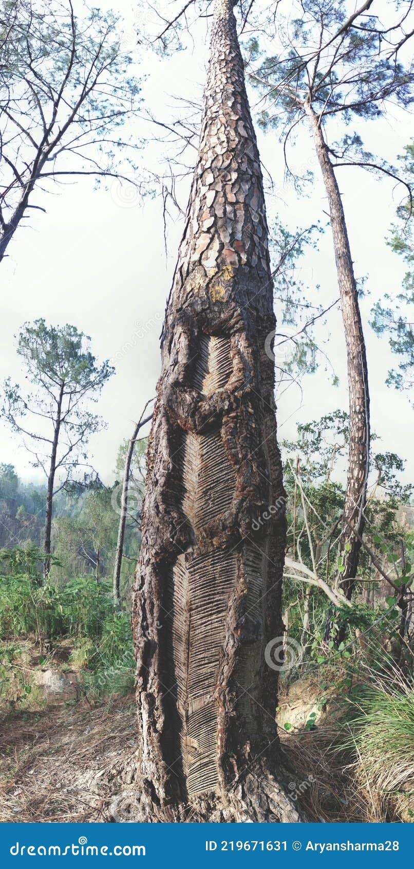 Pine Tree Panoramic Photograph Stock Image - Image of panoramic, tree ...