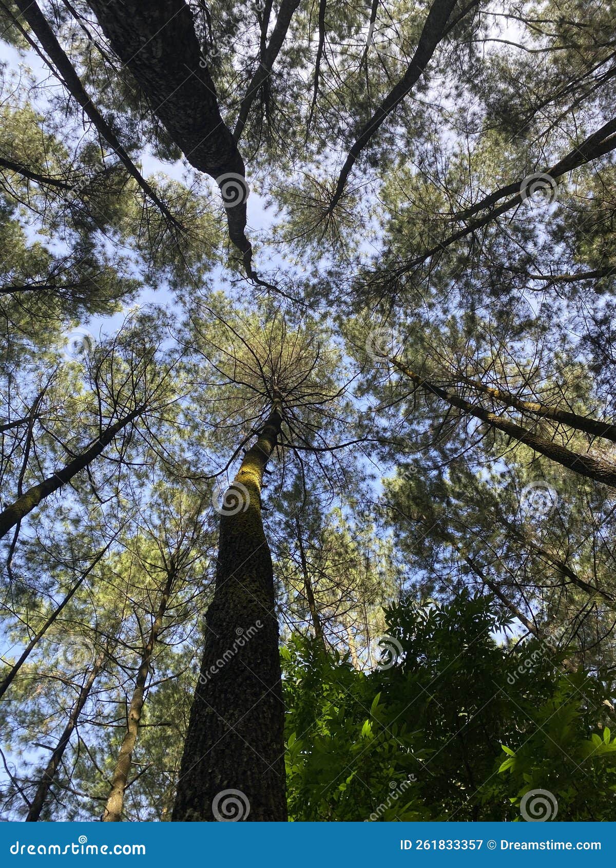 Pine of tree at park stock image. Image of line, maintained - 261833357
