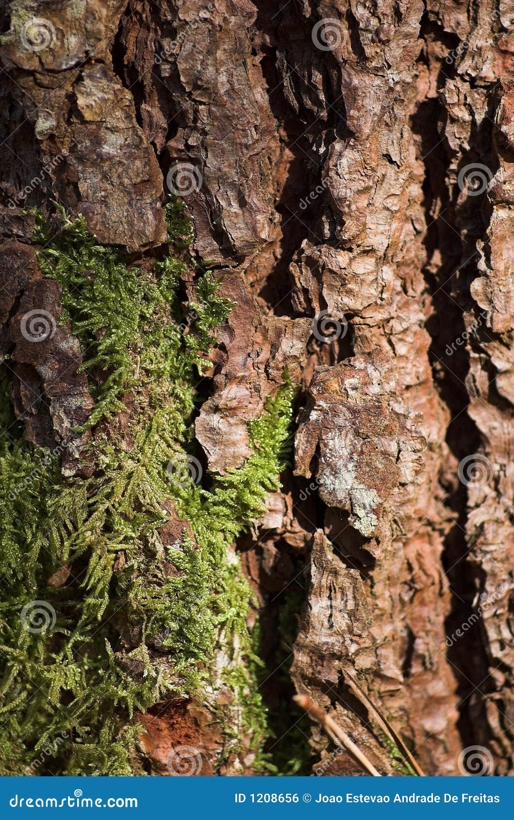 Pine tree peel stock photo. Image of abstract, natural - 1208656