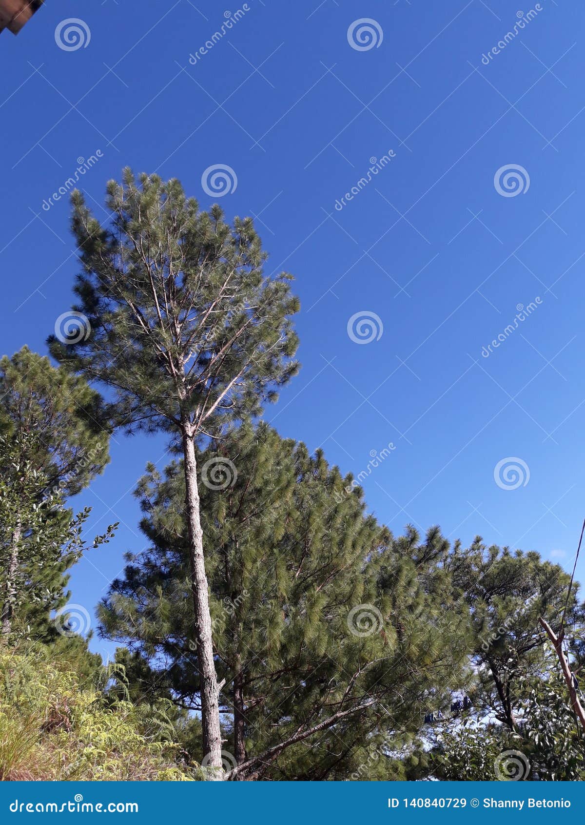 Pine tree stock image. Image of pine, fresh, philippines - 140840729