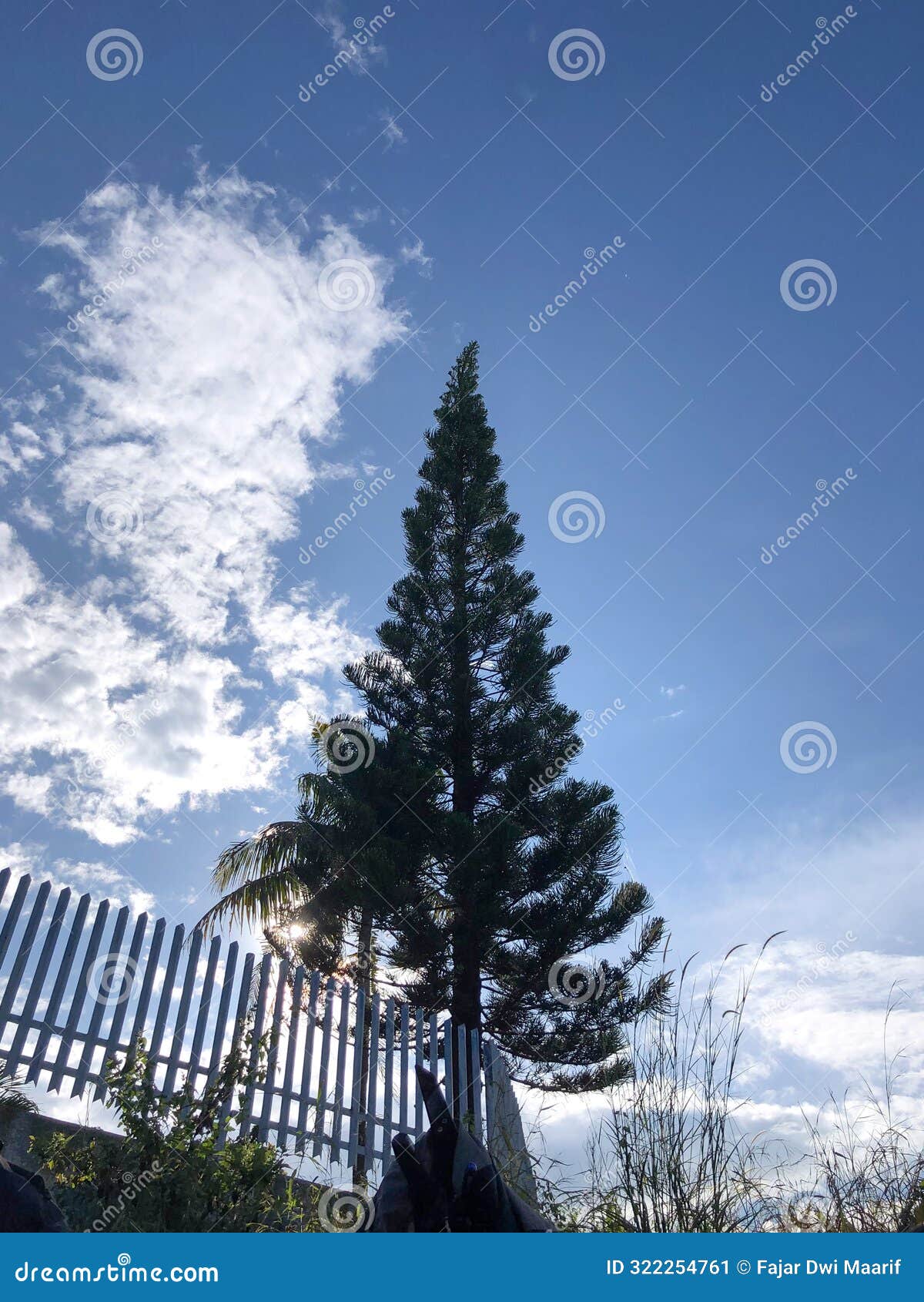 Pine Tree with Photo Angle from Below with Blue Sky Background Stock ...